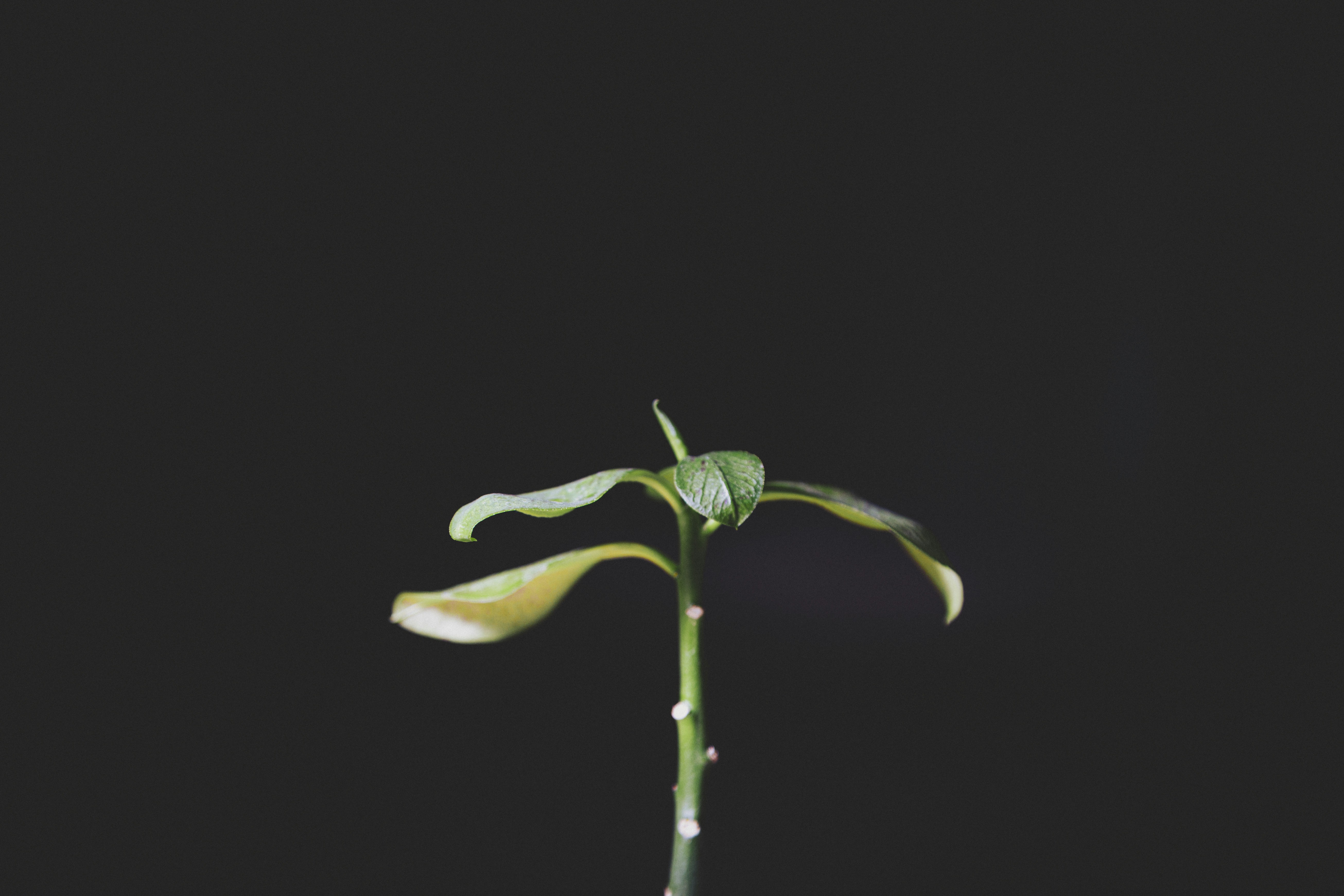 Grow Up Pictures | Download Free Images on Unsplash