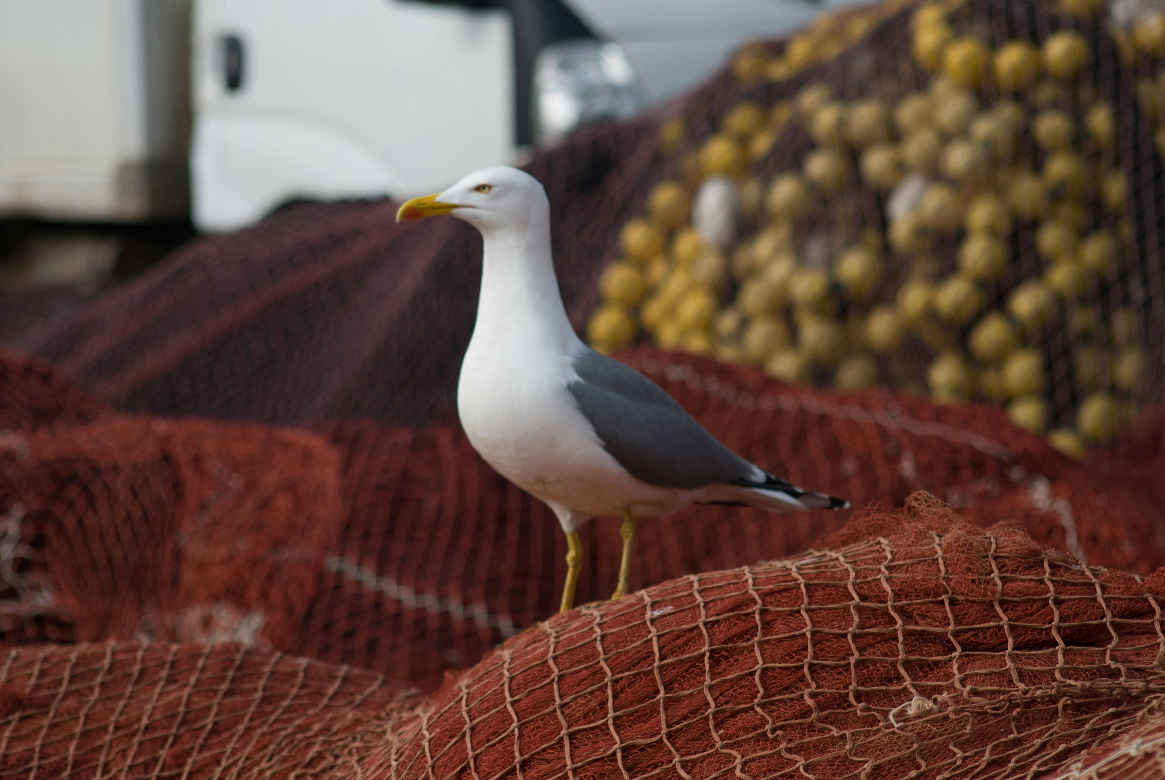 A seagull perched on a pile of fishing nets, surrounded by a backdrop of yellowed produce. The scene captures the essence of coastal life.