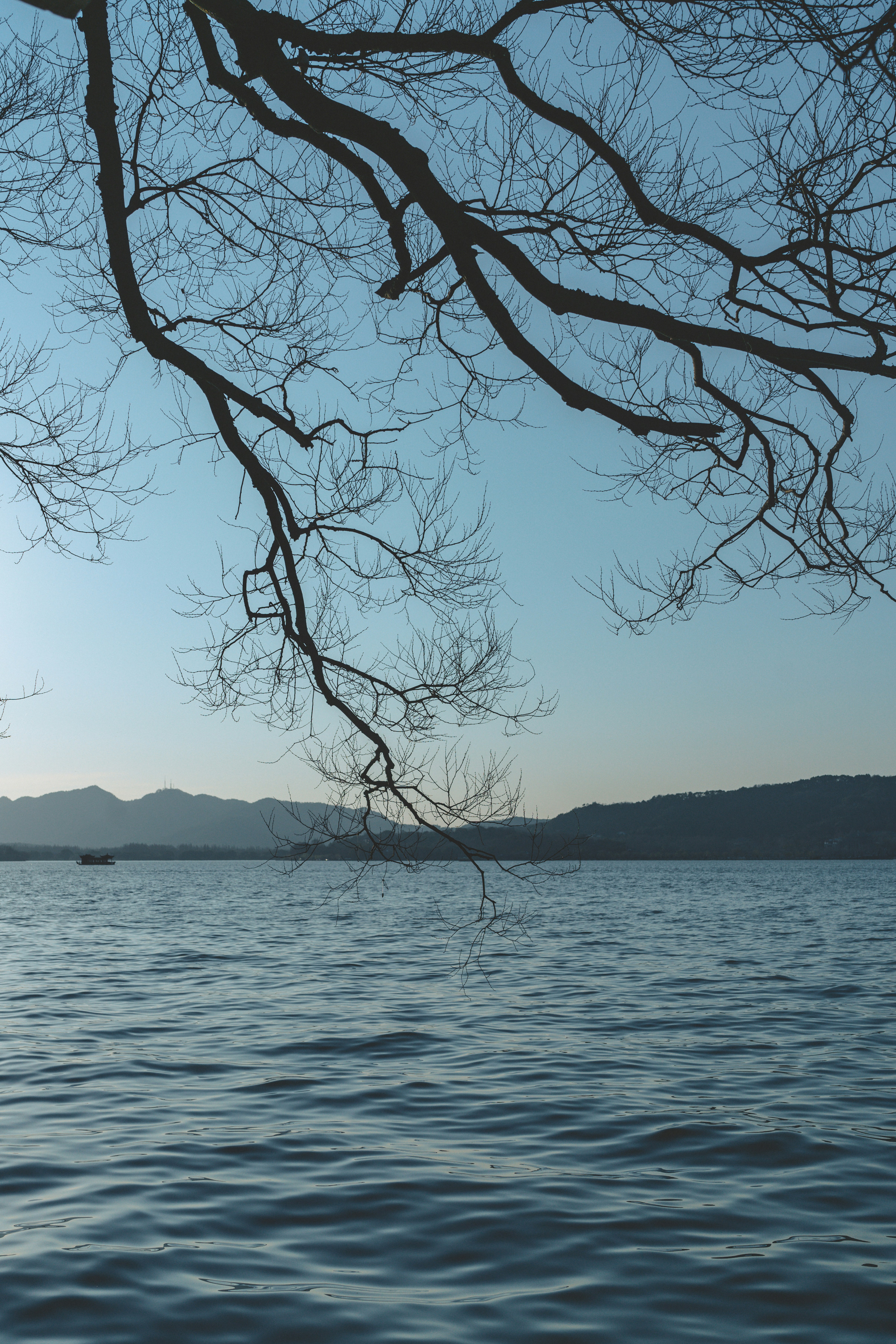 Leafless tree near body of water during daytime photo – Free Grey Image ...