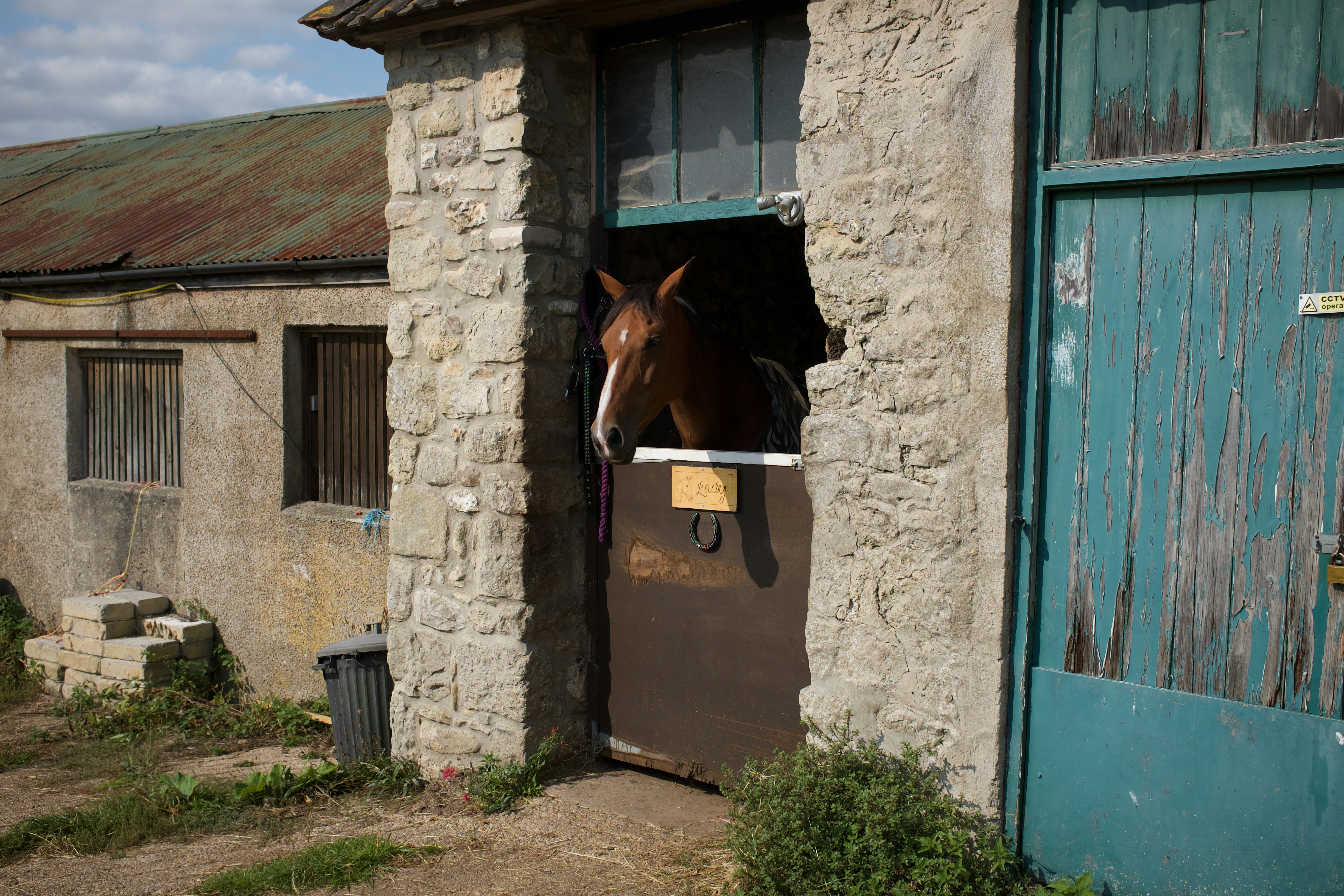 Through the Stable Door: A Horse Peeks from Weathered Stone and Turquoise Wood