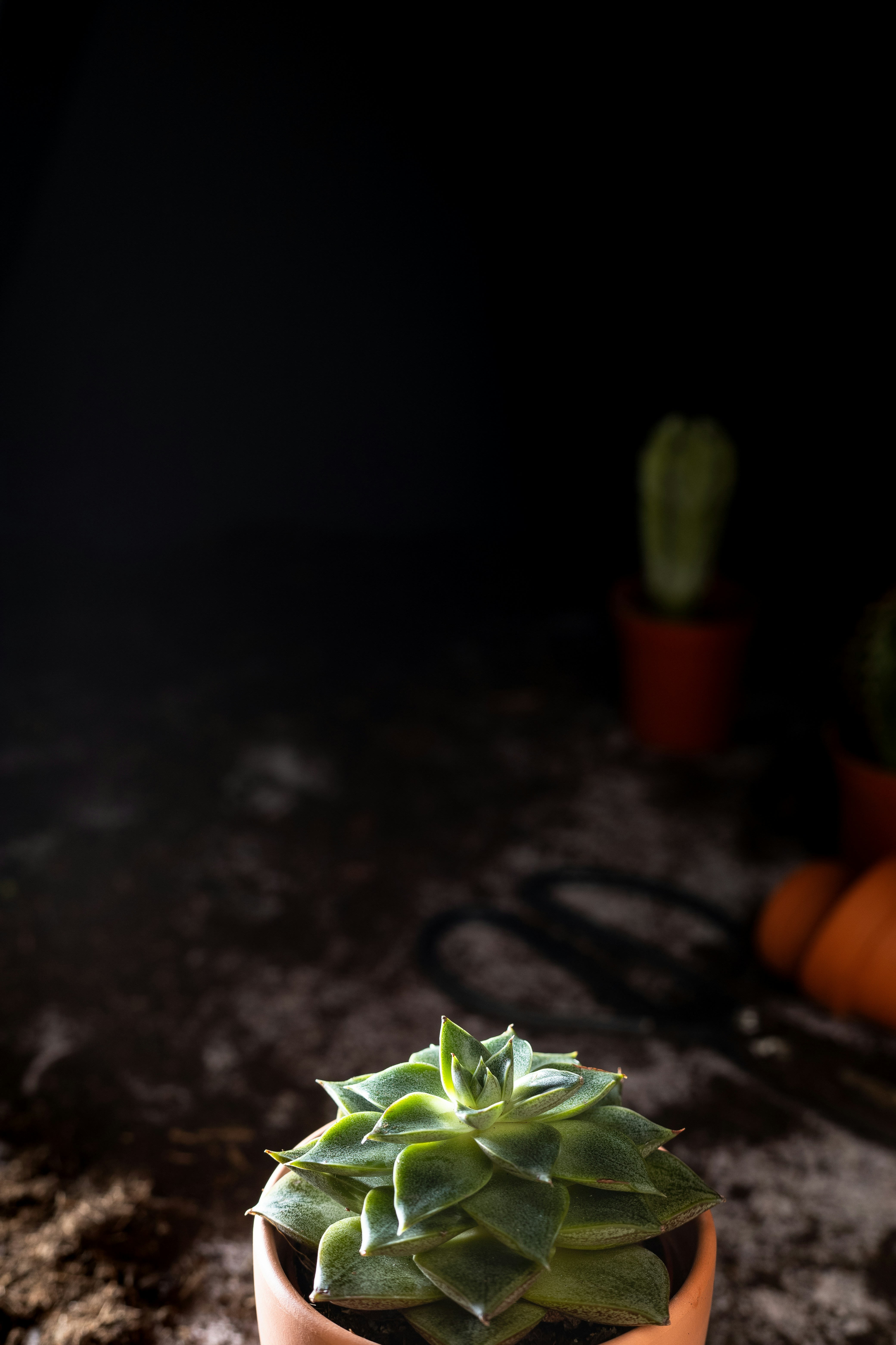 A vibrant succulent sits in a terracotta pot, illuminated softly against a dark background, with blurred cacti and other plants in the distance.