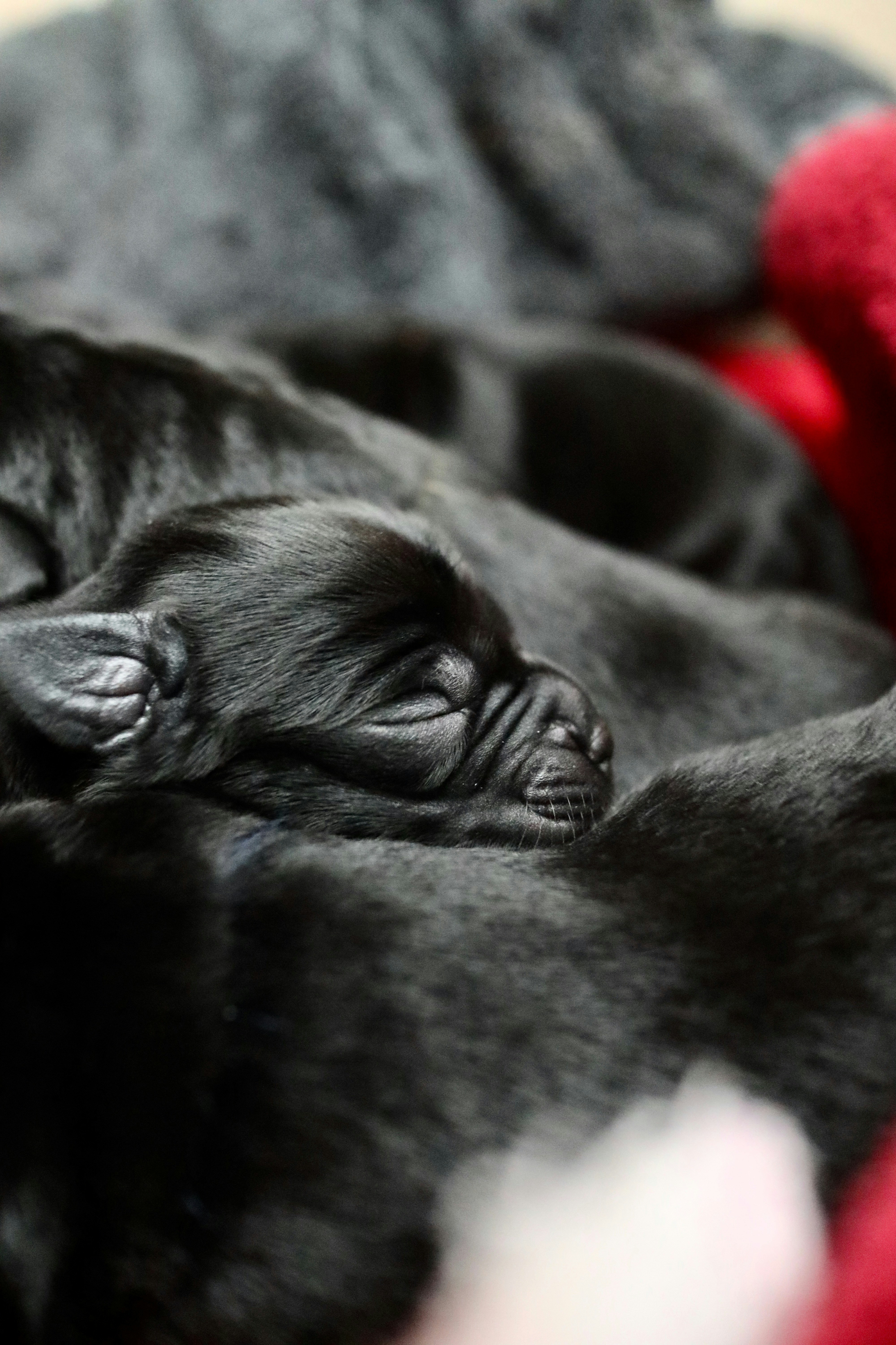 Noir Slumber: A Tiny Black Puppy Nestled in Velvet Fur