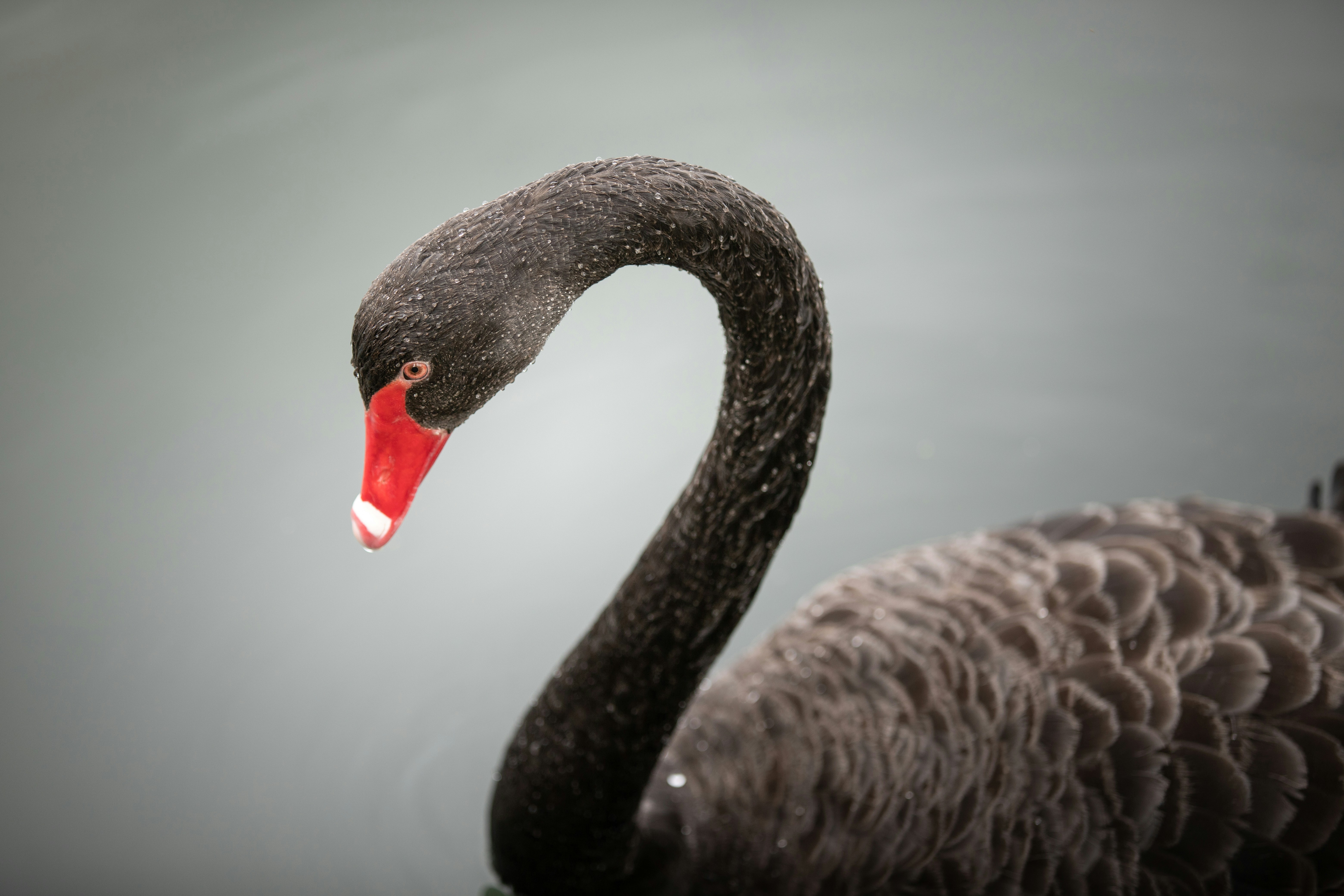 Red Beak, Quiet Water: A Black Swan in Profile