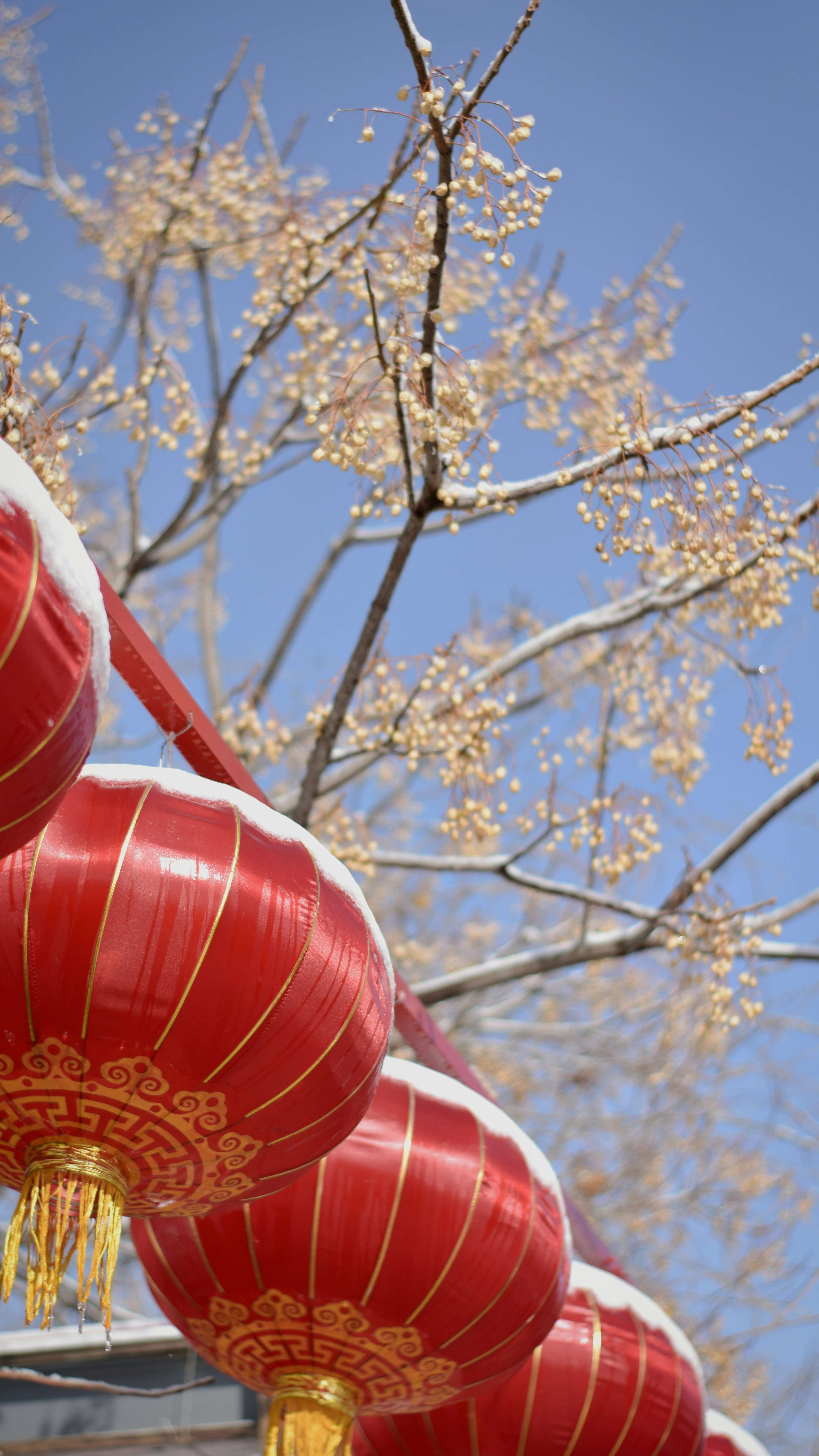 Crimson Lanterns Parade Along a Blue Spring Sky