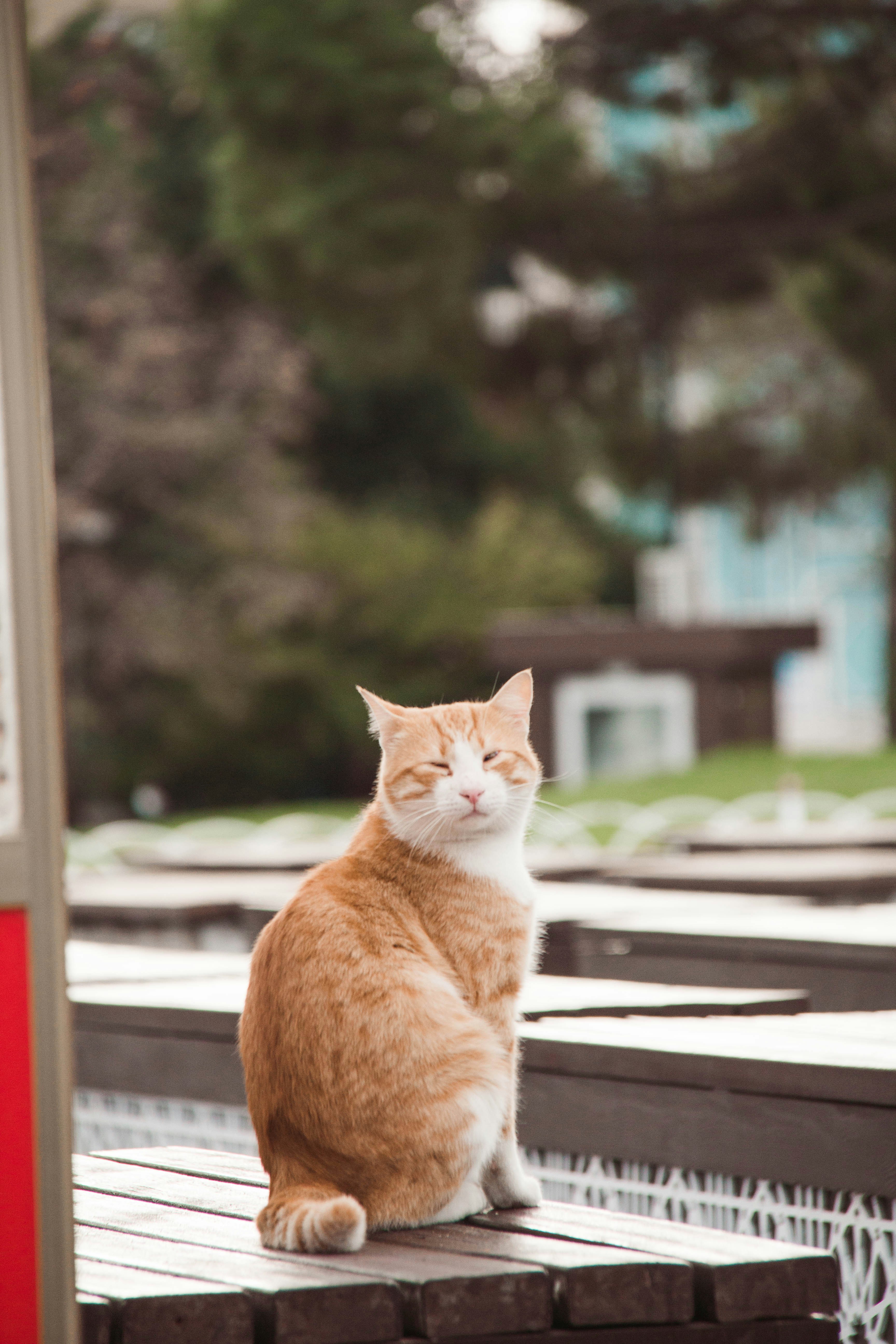 The cats of Istanbul :)