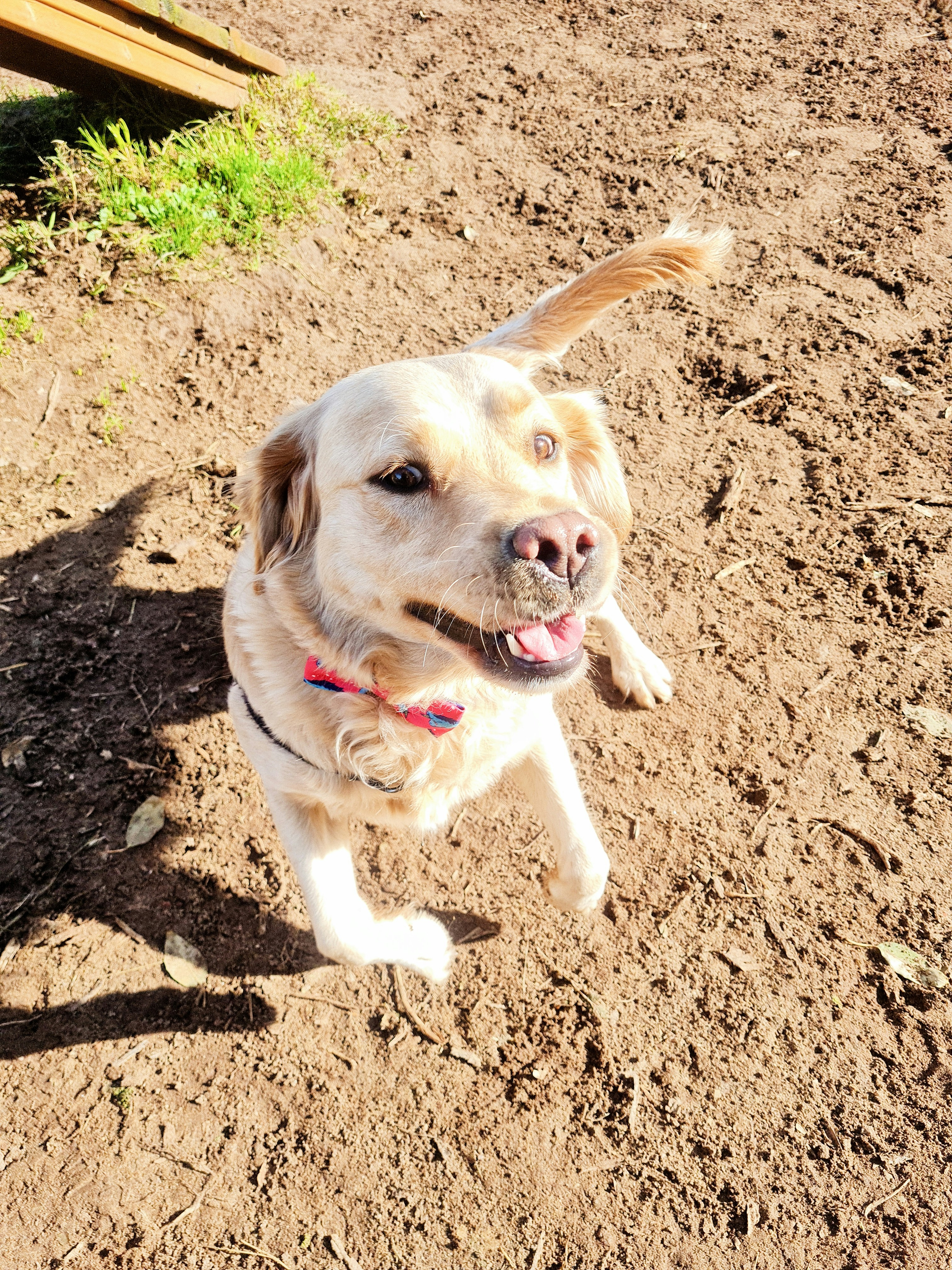 Golden retriever joyfully jumping in a sunlit outdoor area, showcasing a playful spirit.