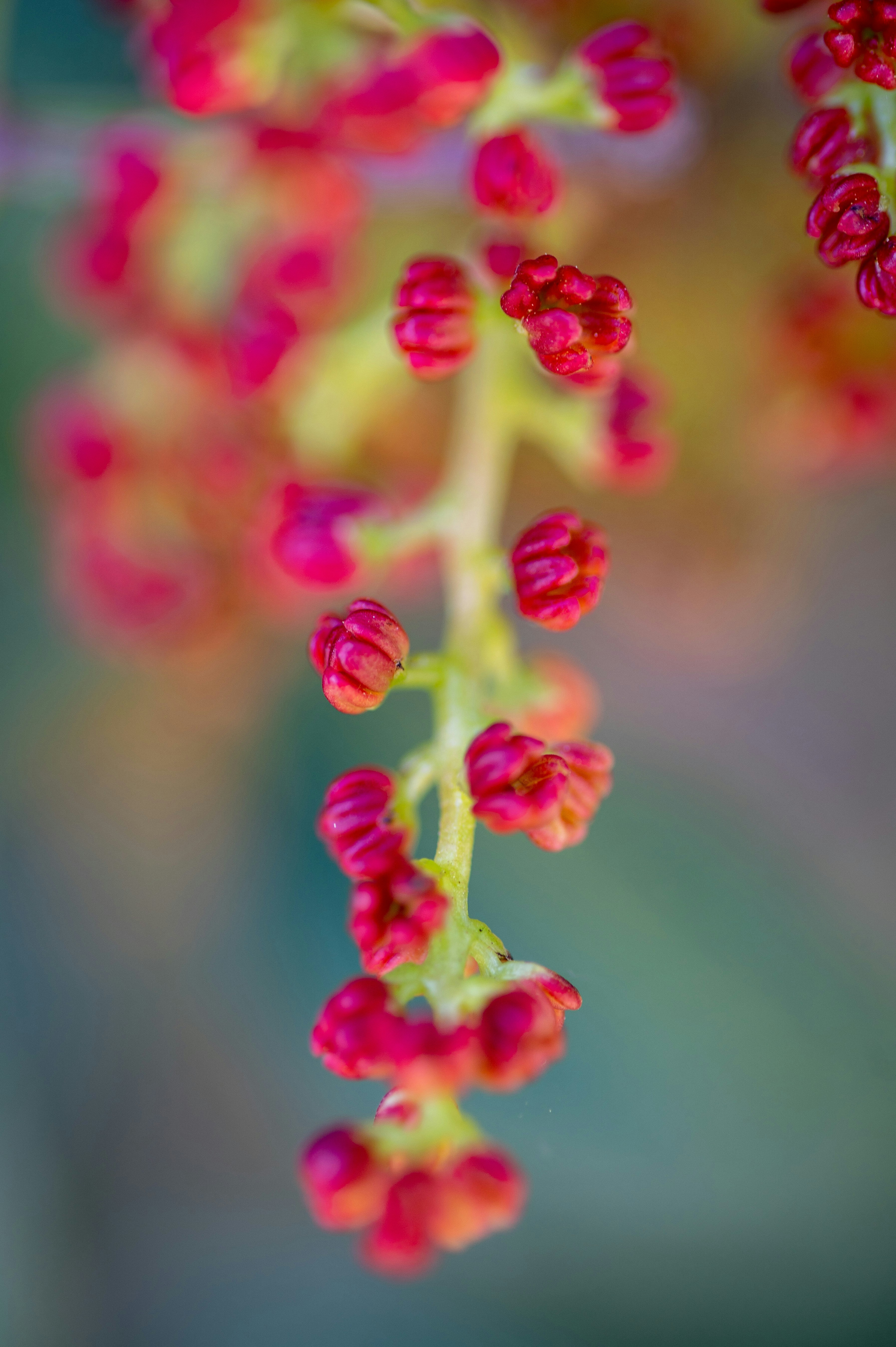 a close up of a bunch of red flowers