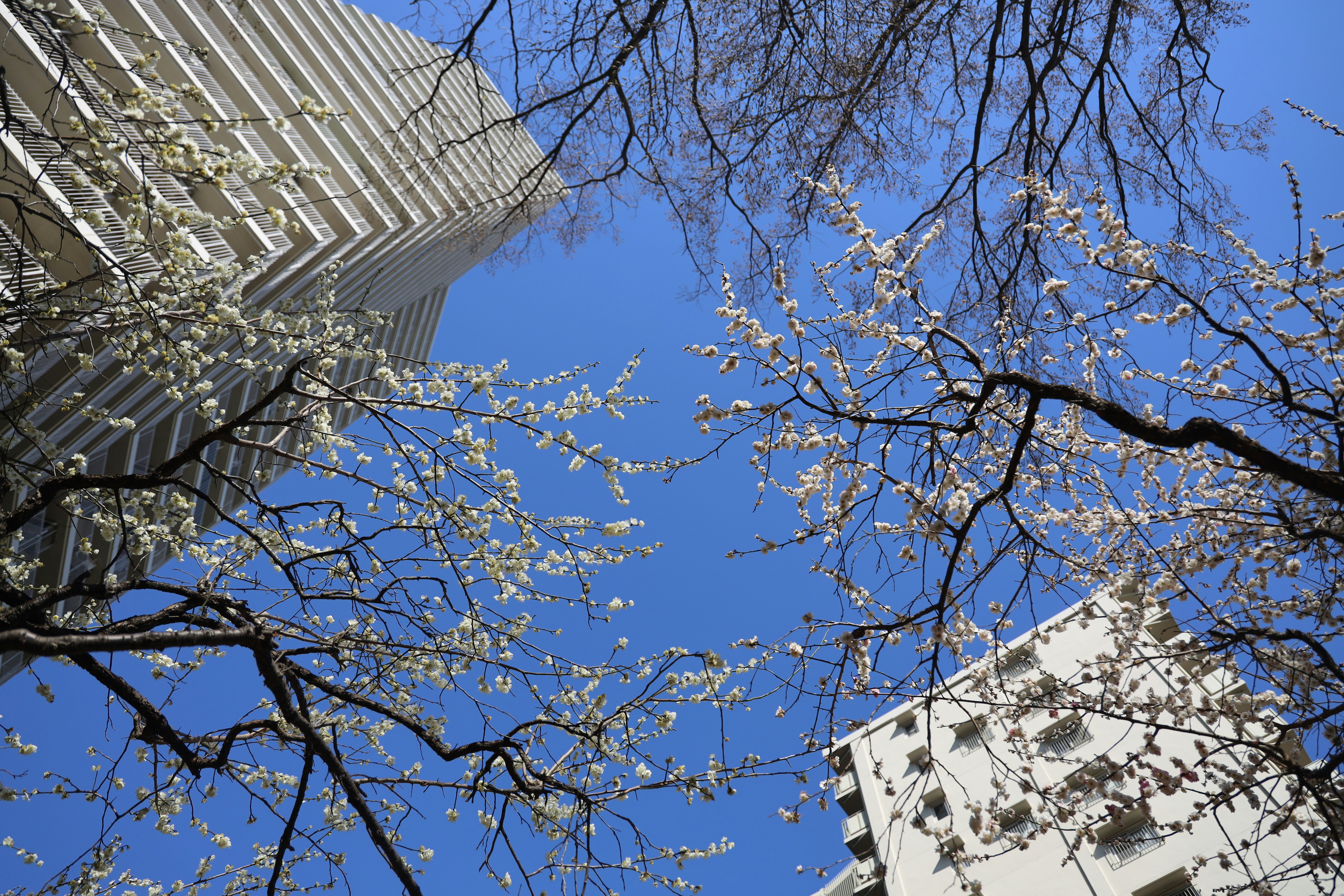 Low angle photography of leafless tree near building photo – Free ...