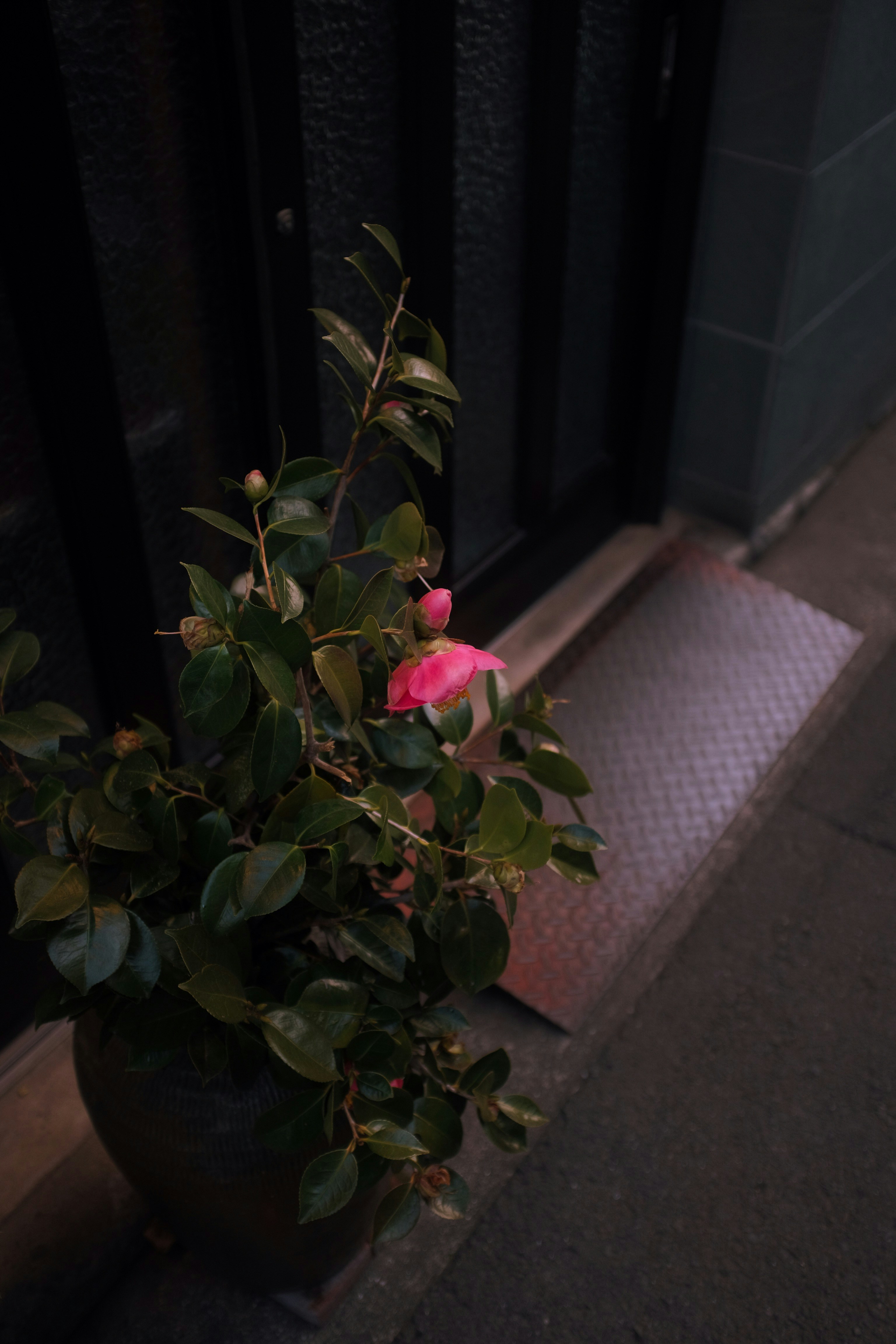 Pink Camellia at the City Edge: Soft Color in Dark Urban Light