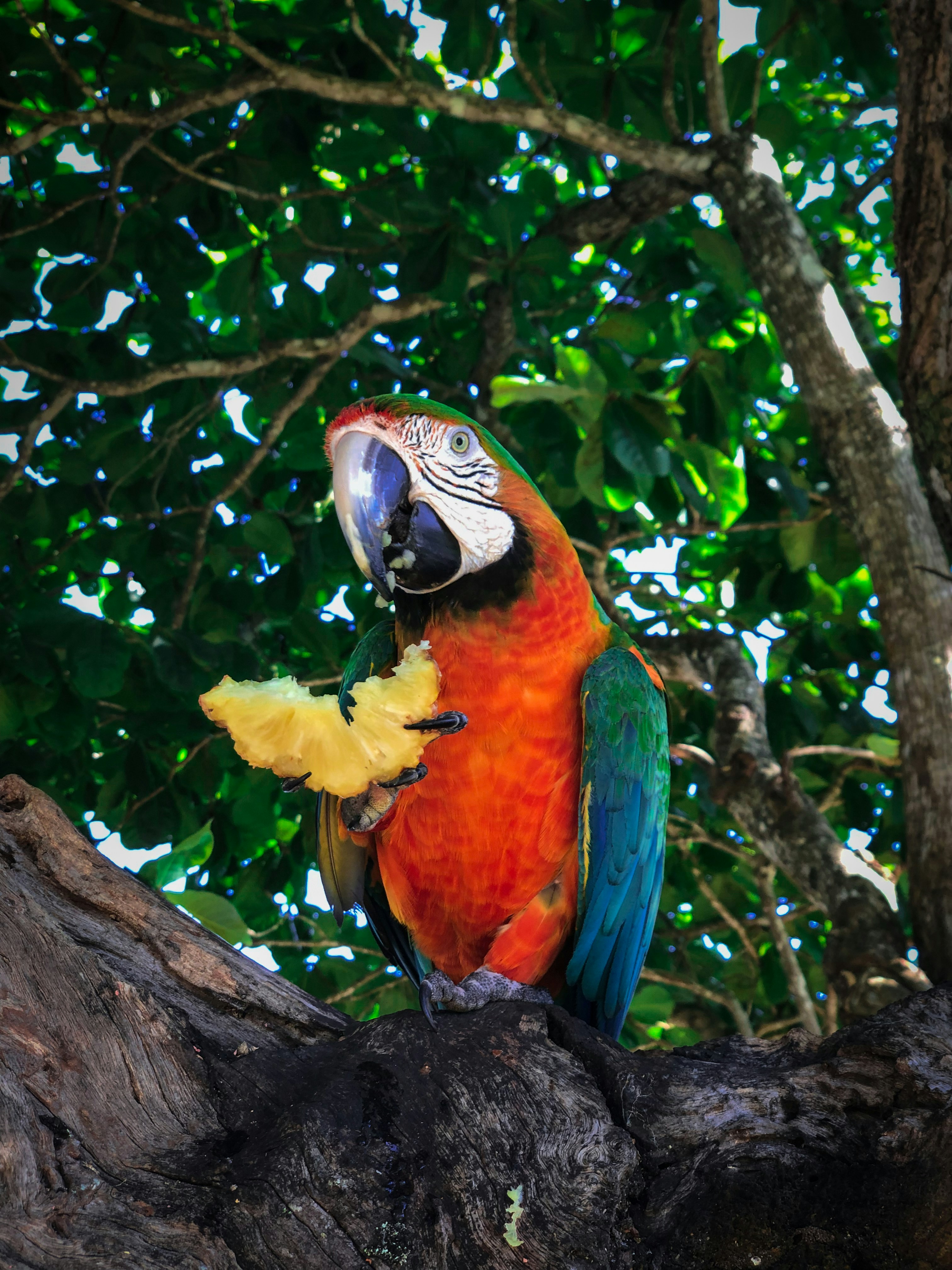 Vibrant macaw perched on a tree branch, enjoying a slice of pineapple among lush green foliage.