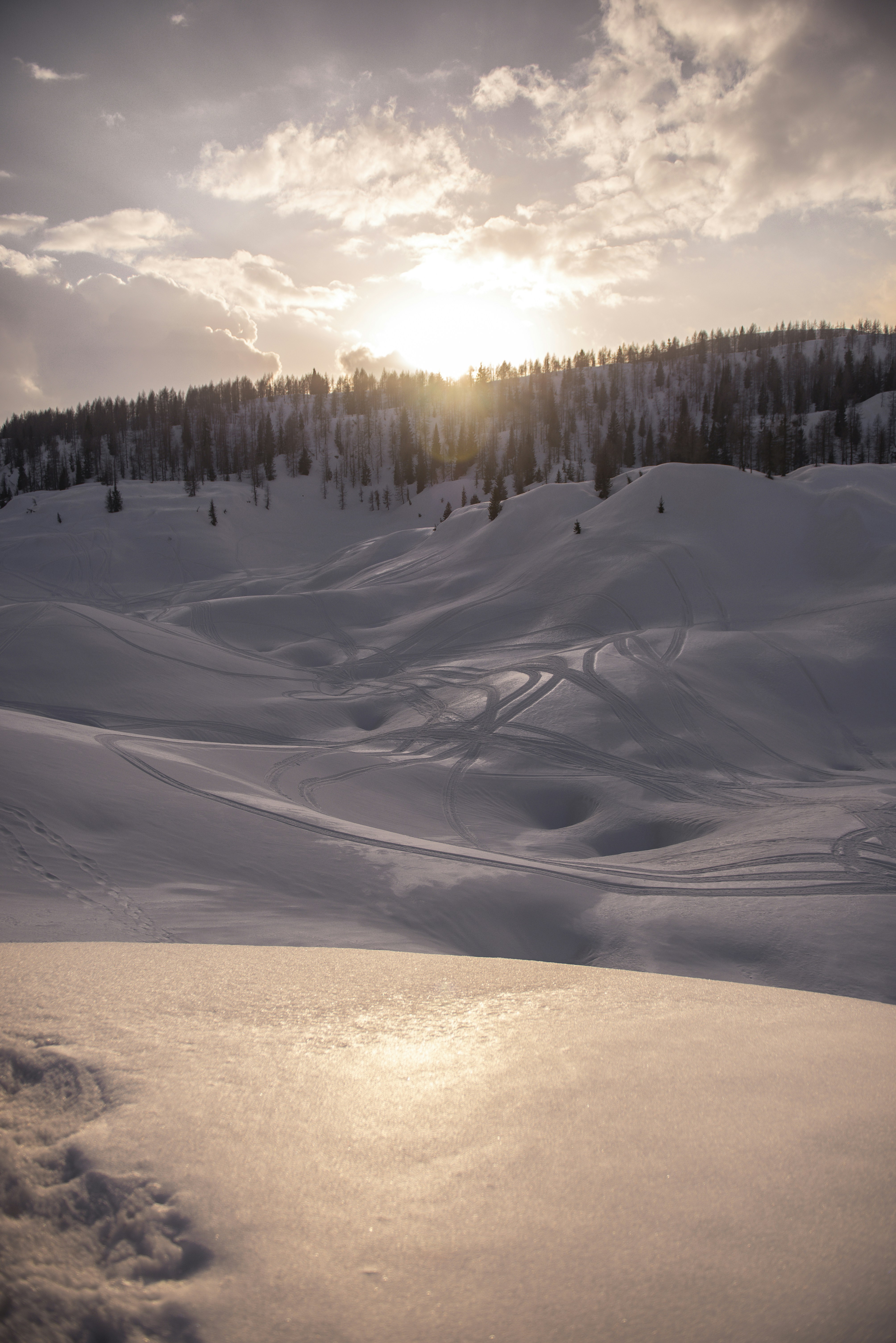 Dusk on the Snowplain: Sunlit Tracks Winding Beneath a Pine Ridge