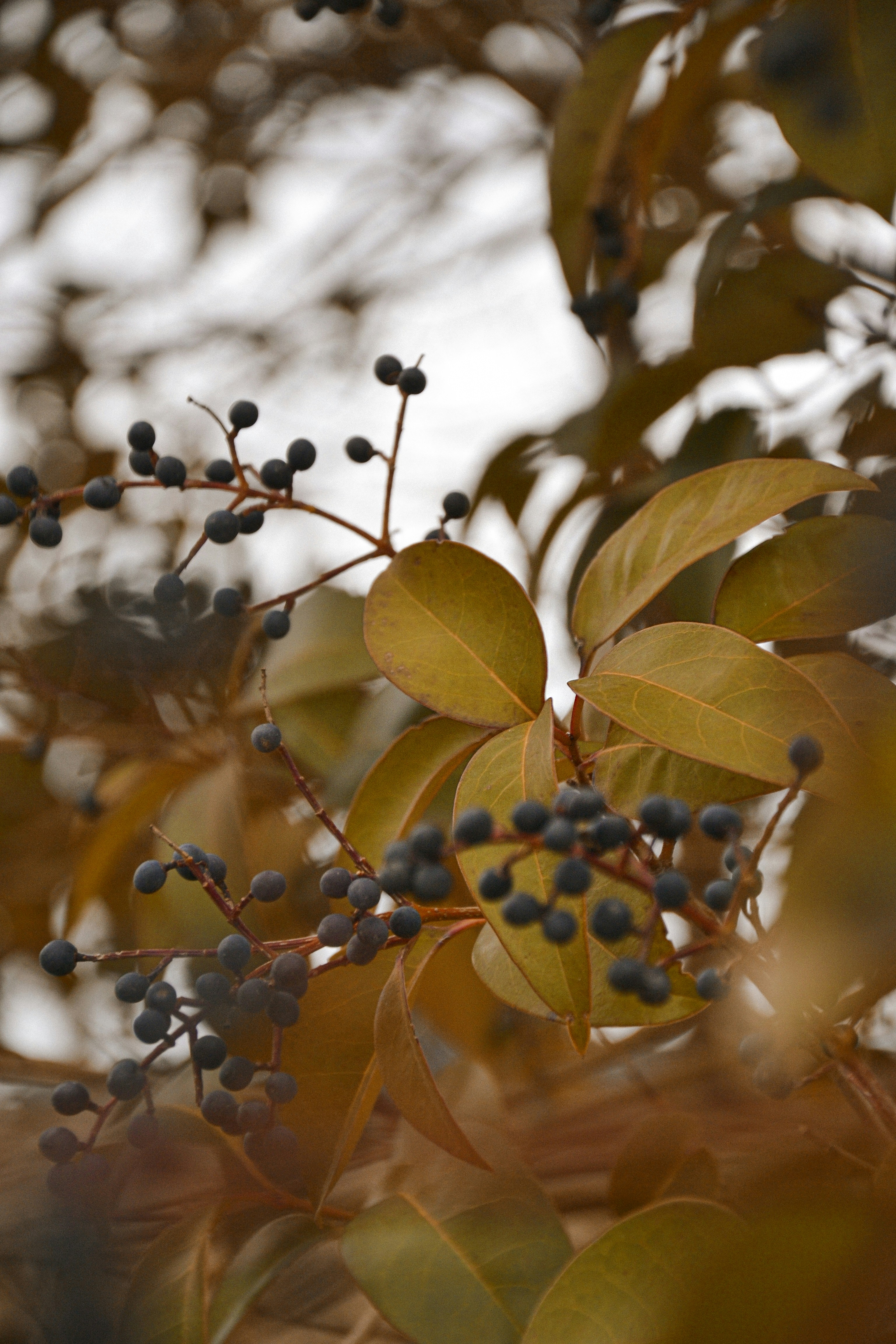 Midtone Berries Amid Russet Veil: A Quiet Autumn Close-Up