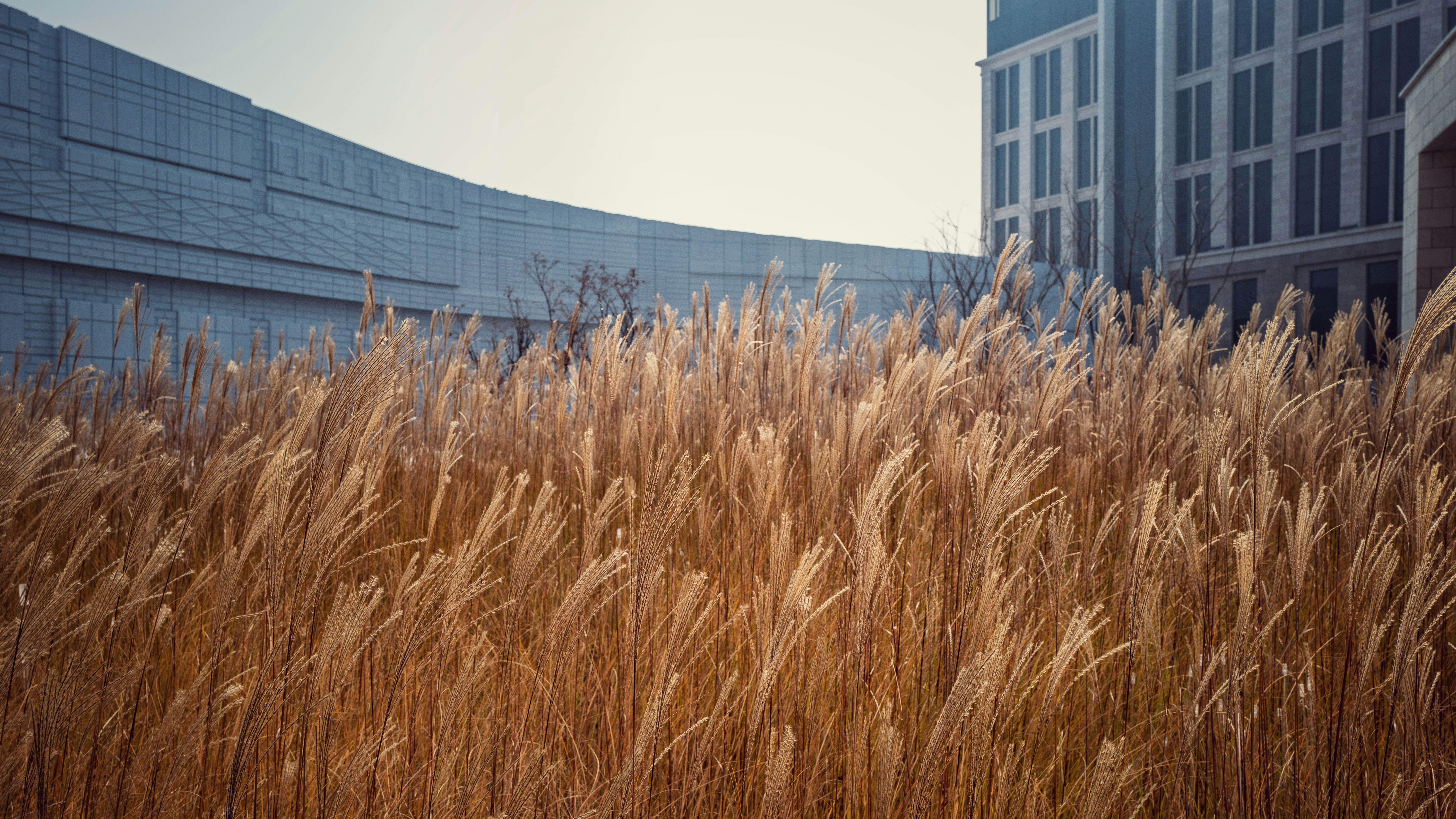 Urban Prairie: Golden Reeds Framing a Curved Cityscape