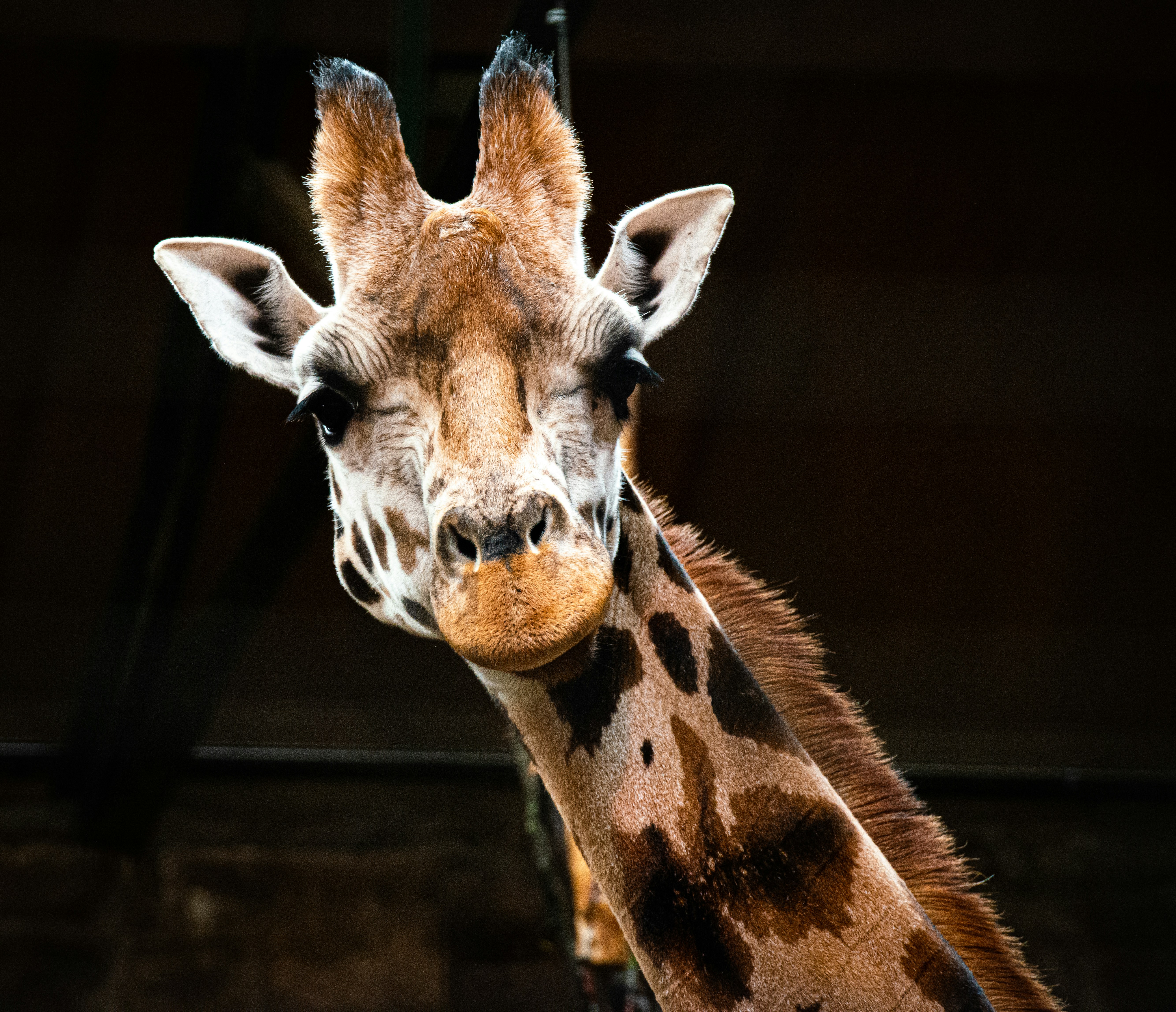 Giraffe Portrait Leaning In: Curious Gaze into the Lens