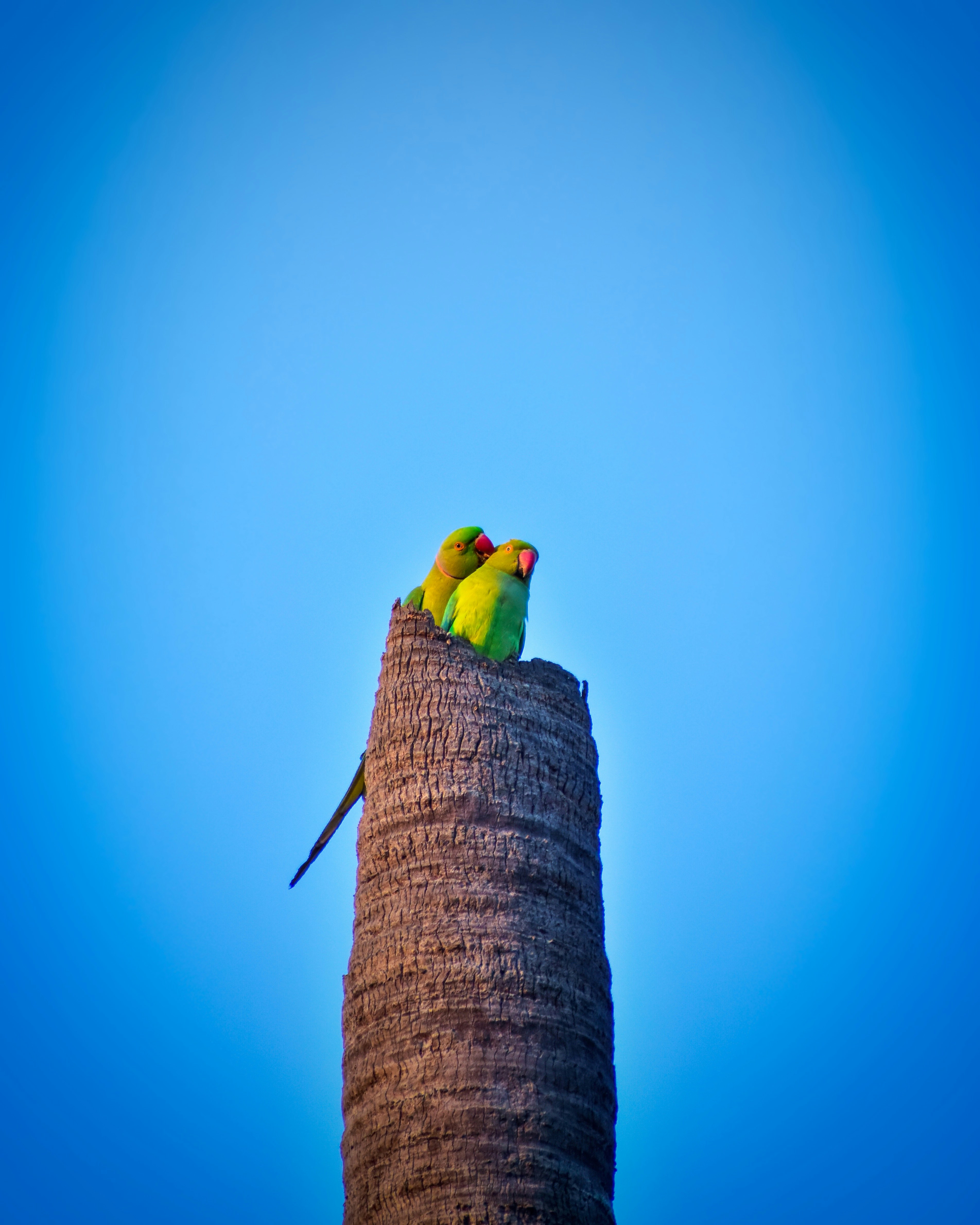Two vibrant green parrots nestled atop a weathered palm tree against a clear blue sky.