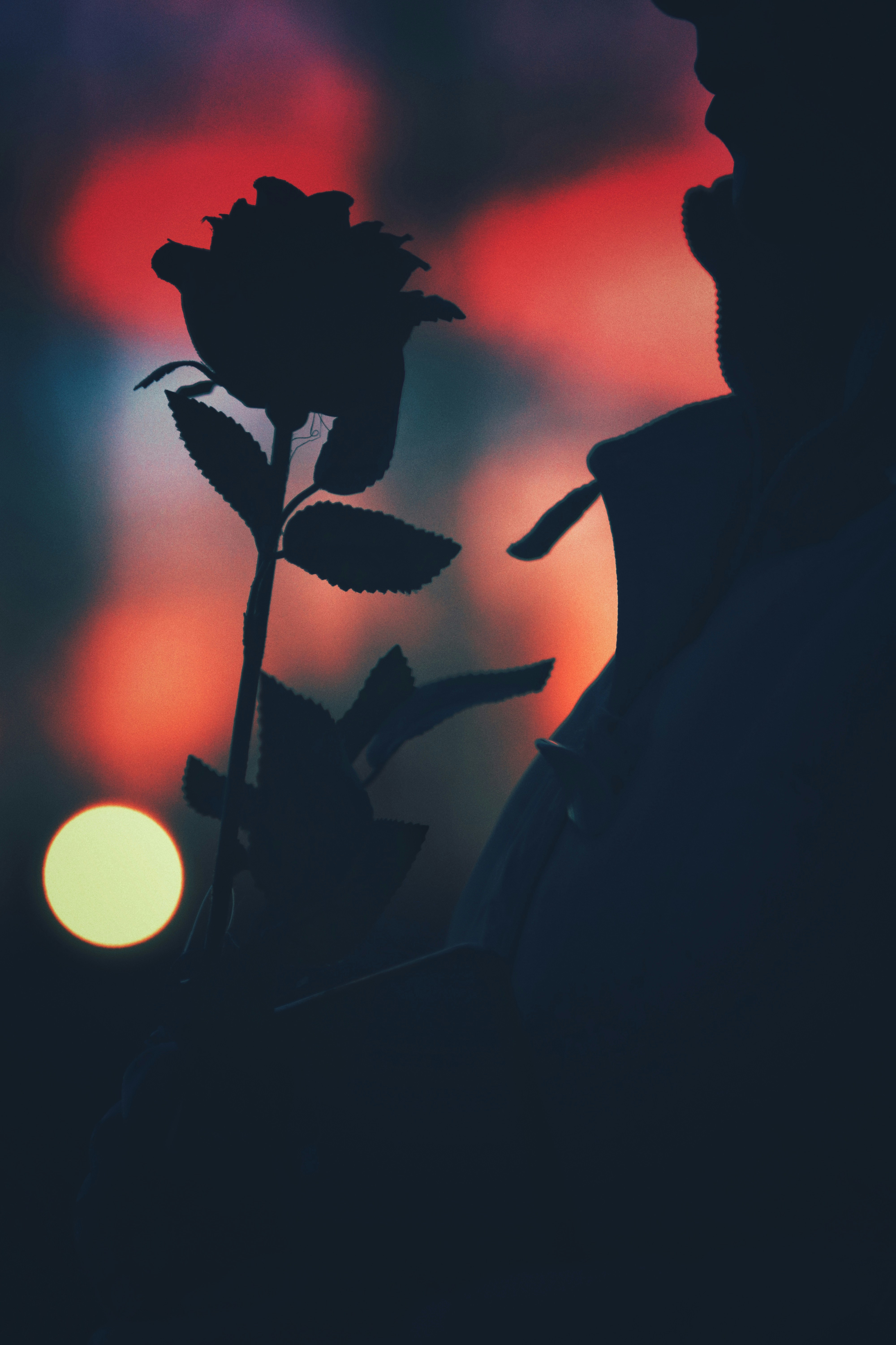 Flower and sunset 