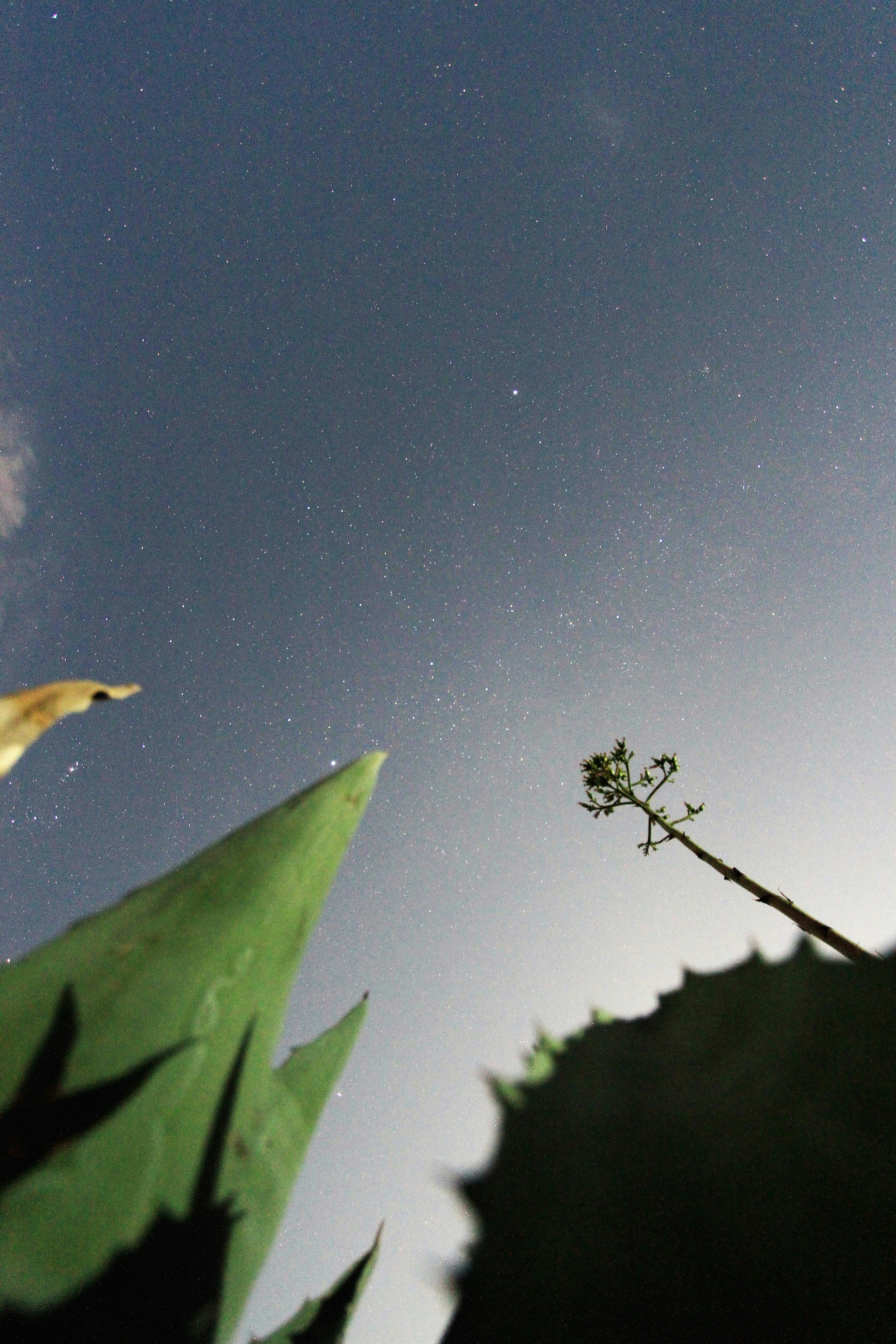 Twig Against a Velvet Night: Stars Peeking Over Leaf-Layered Foreground