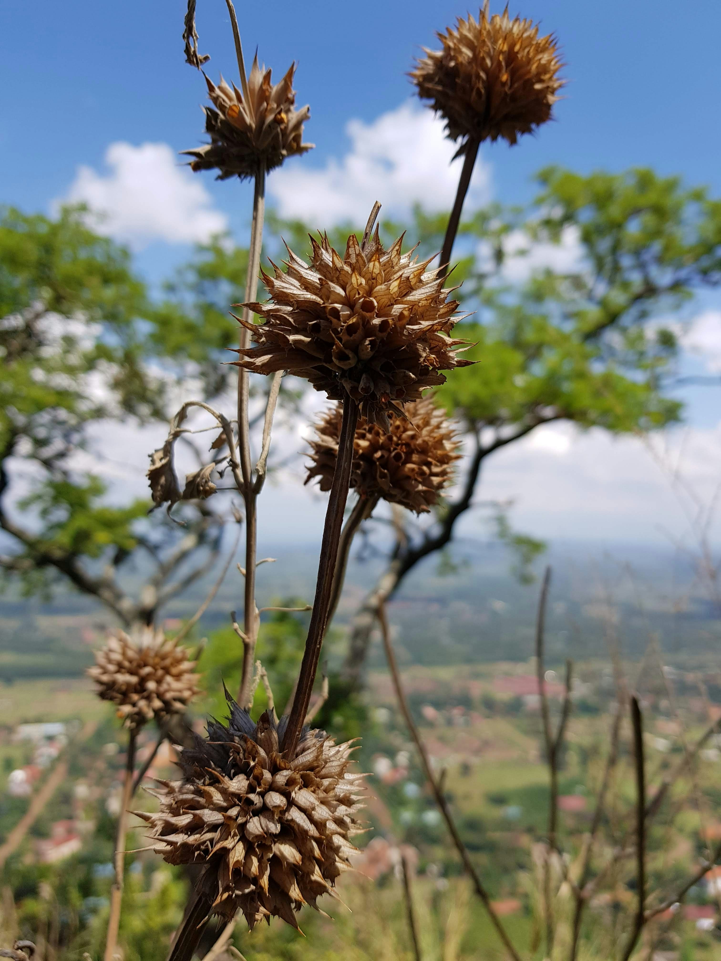 Seed-Head Summit: Dry Spikes Framing a Valley View