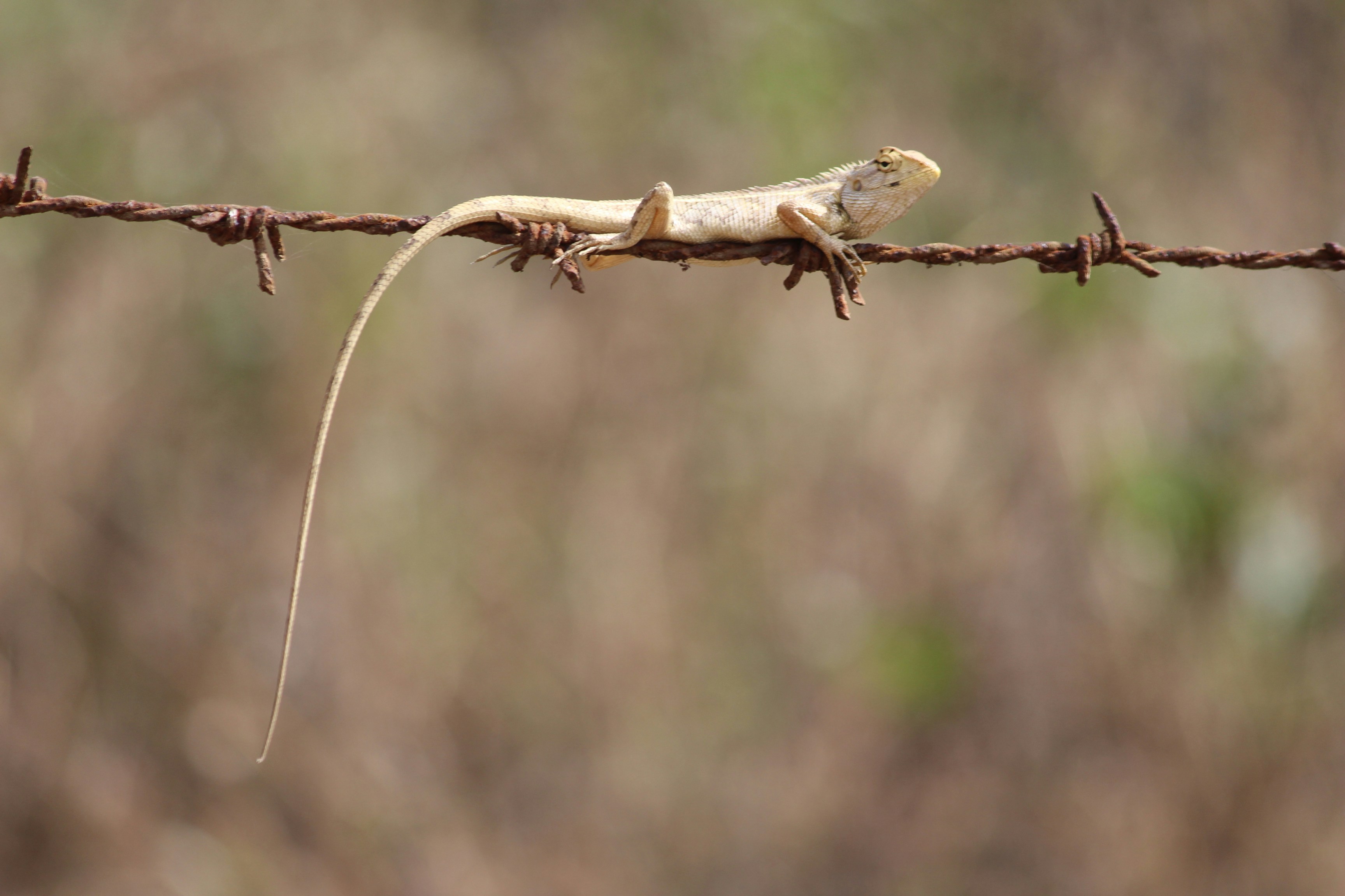 Tail-on the Line: A lizard on a barbed perch