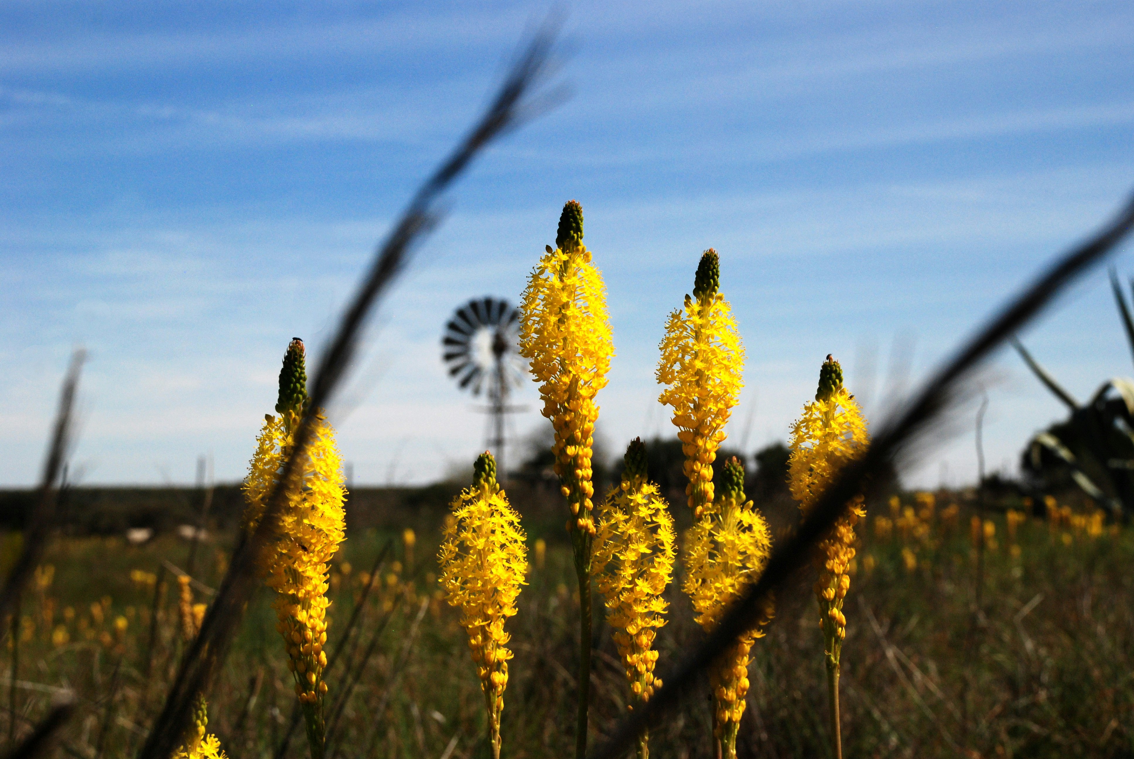 Sunlit Golden Spikes: Field Portrait with a Distant Windmill