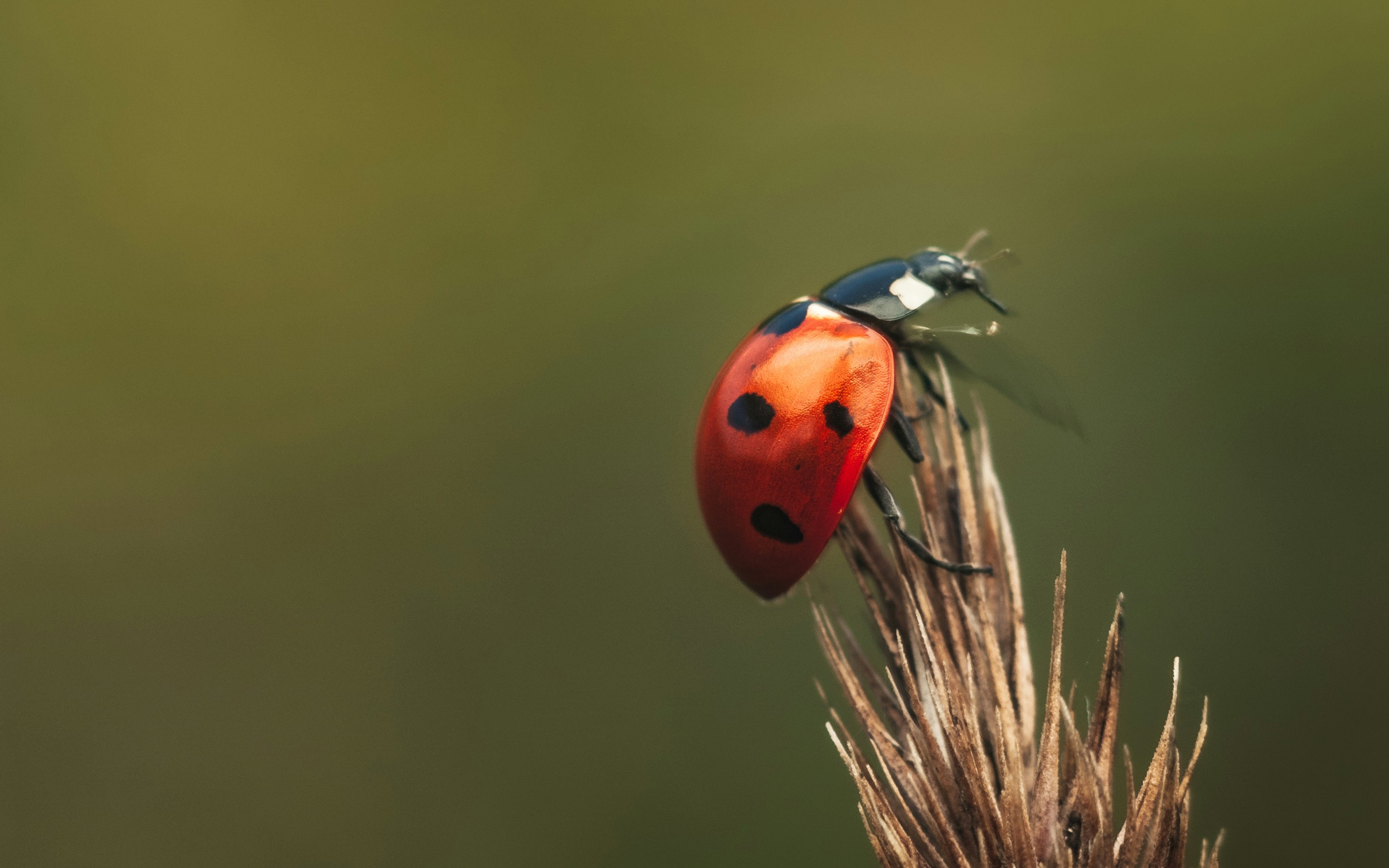 A ladybug perched delicately on a dried flower stem, showcasing its vibrant red shell and distinctive black spots against a blurred green background.