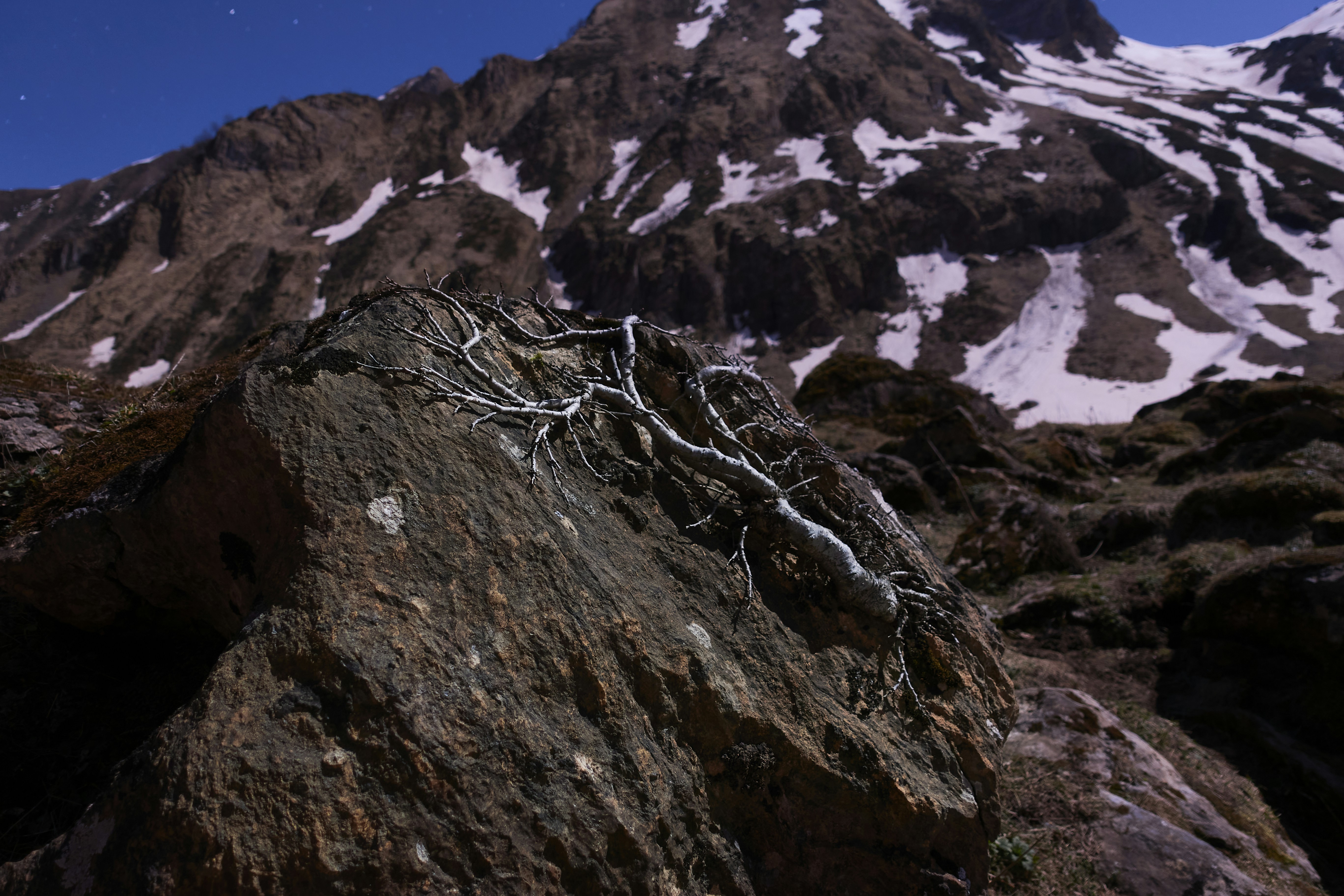 Desolate Summit: Weathered rock with a skeletal creak at alpine outcrop