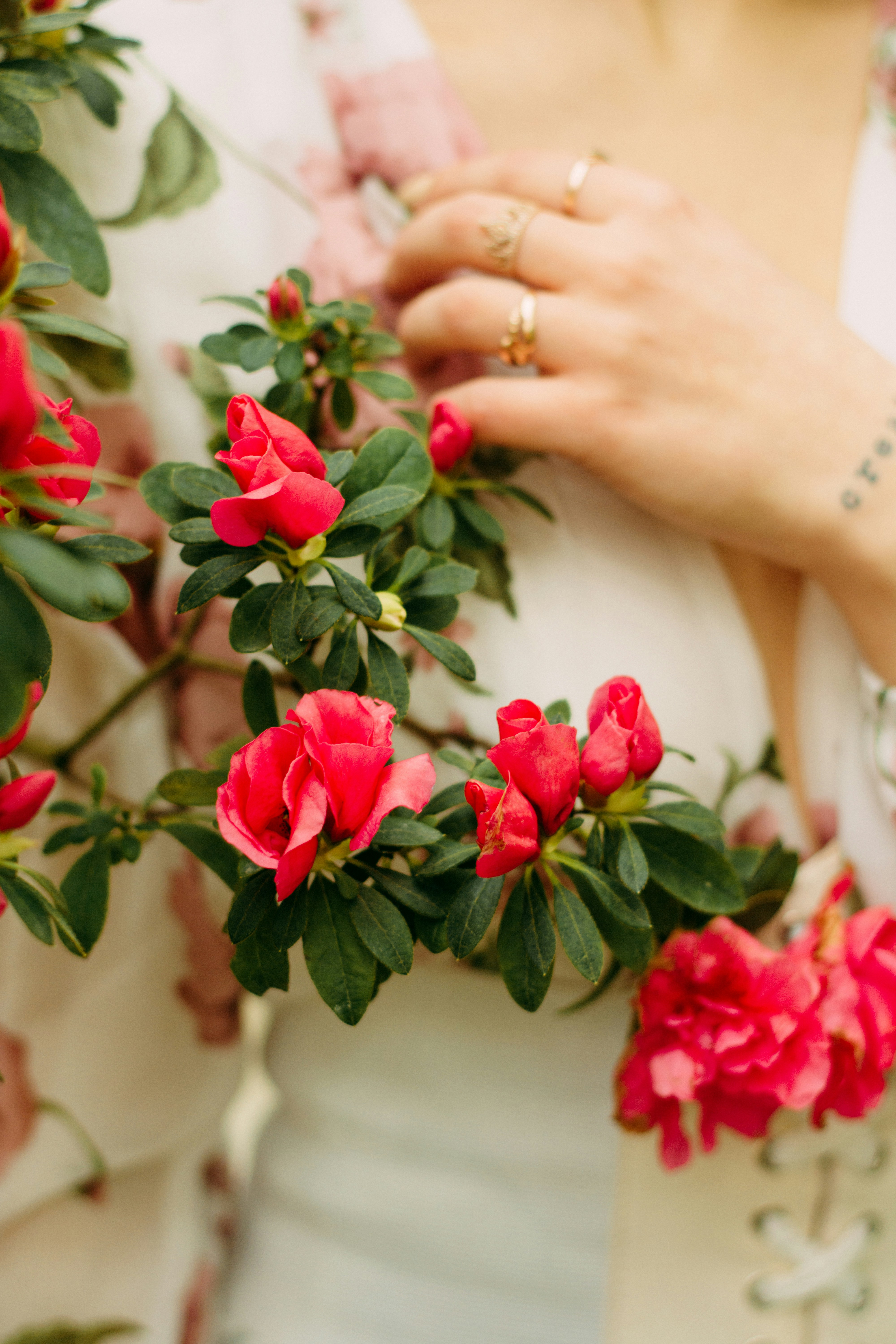 Close-Up of Crimson Blooms Framing a Gentle Hand