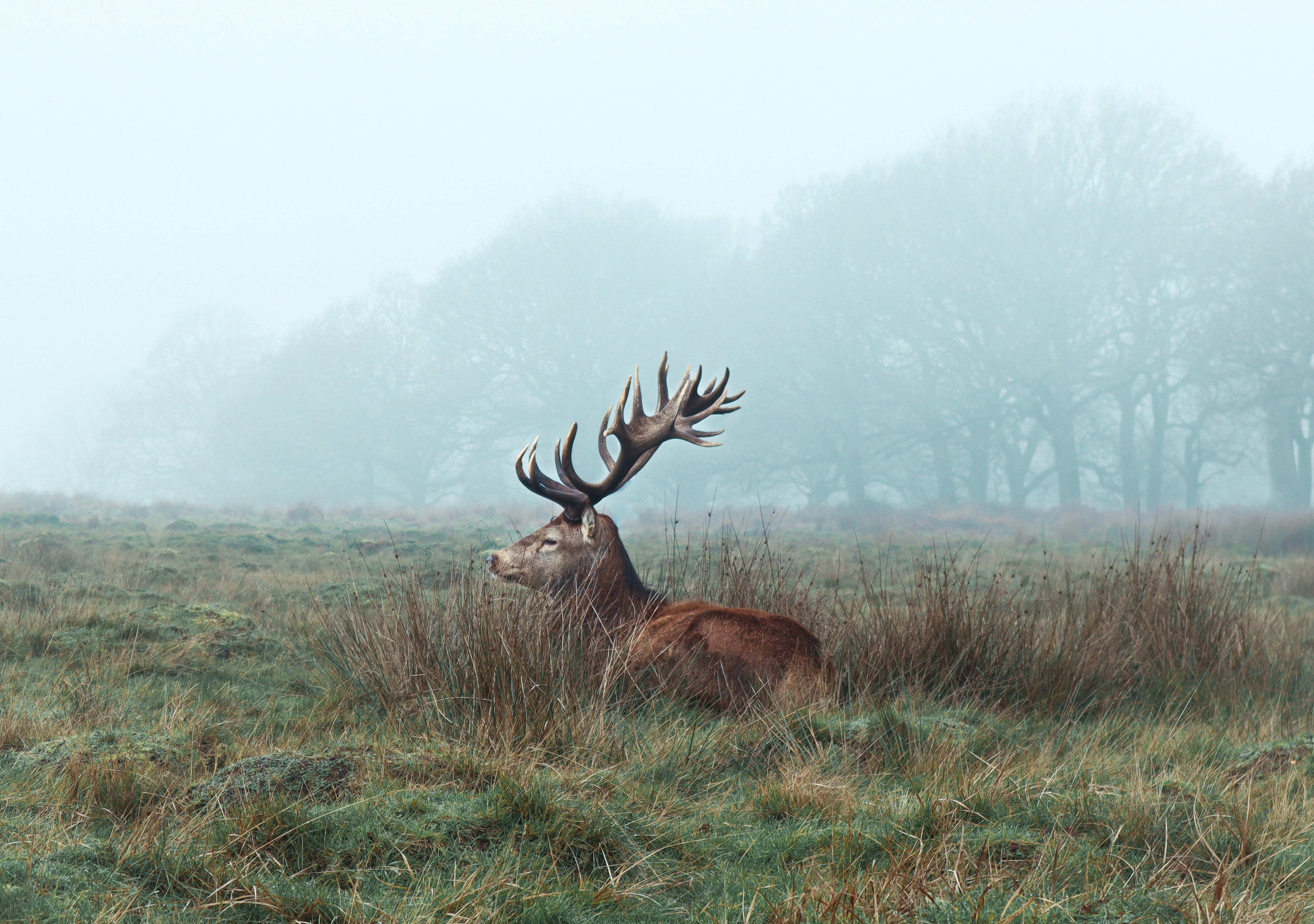 Deer with impressive antlers sleeping in the grass