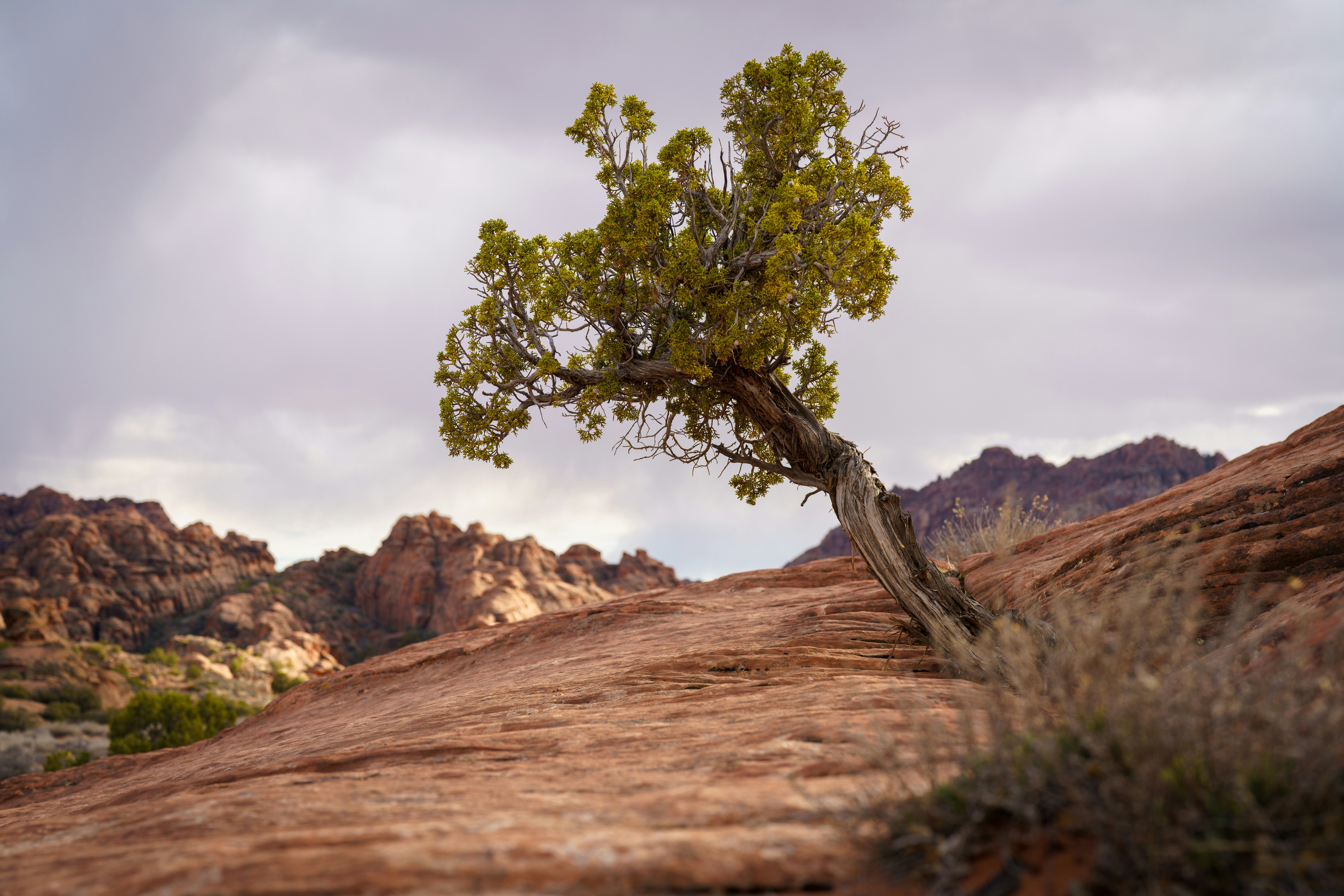 Green tree on brown rock mountain during daytime photo – Free Zion ...