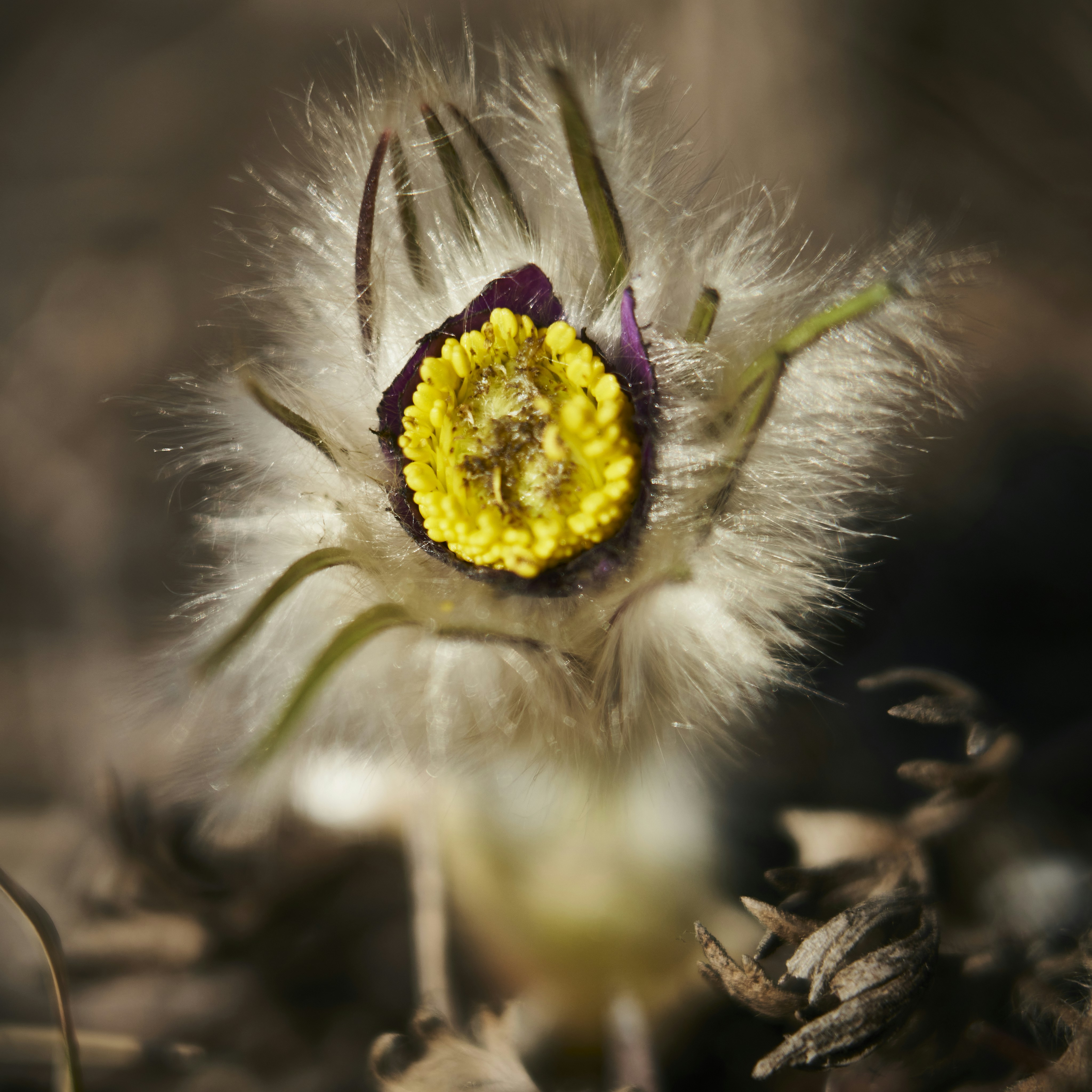 Close-Up of a Yellow-Centered Bud Emergence in Soft Fur