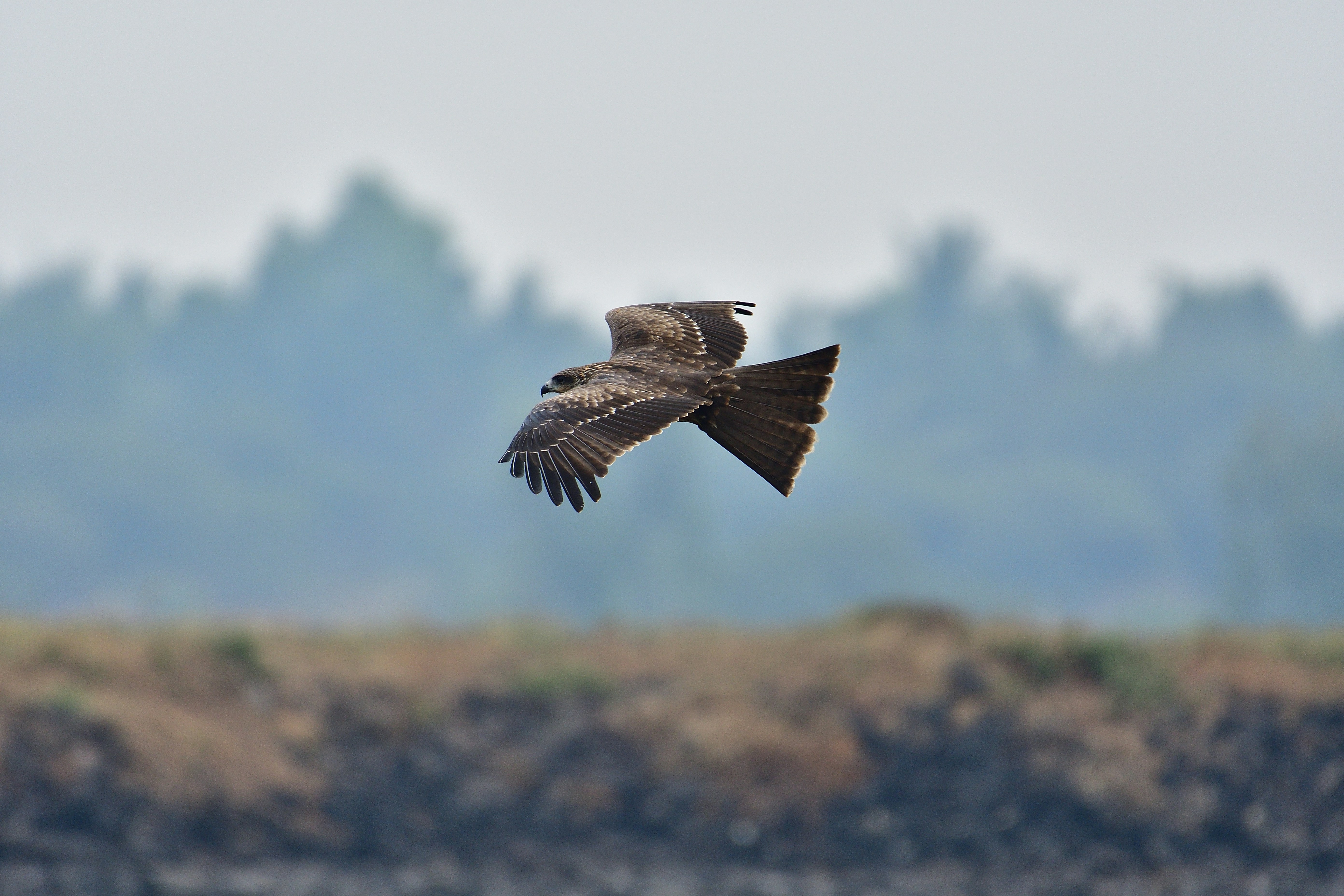 A hawk gliding gracefully through a misty landscape, showcasing its powerful wings and keen gaze. The serene backdrop adds depth to the scene.