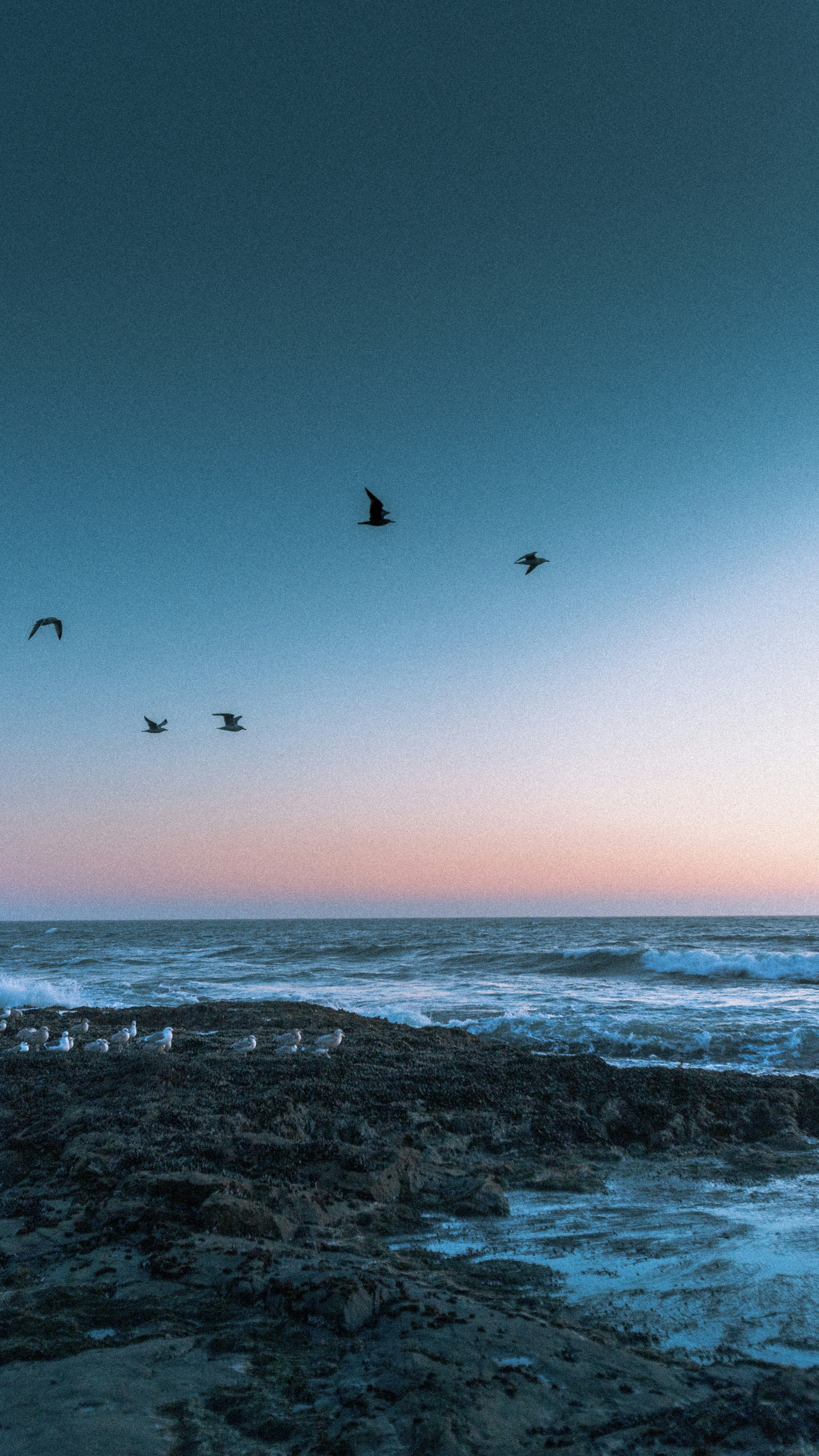 Birds Flying Wallpaper Tumblr