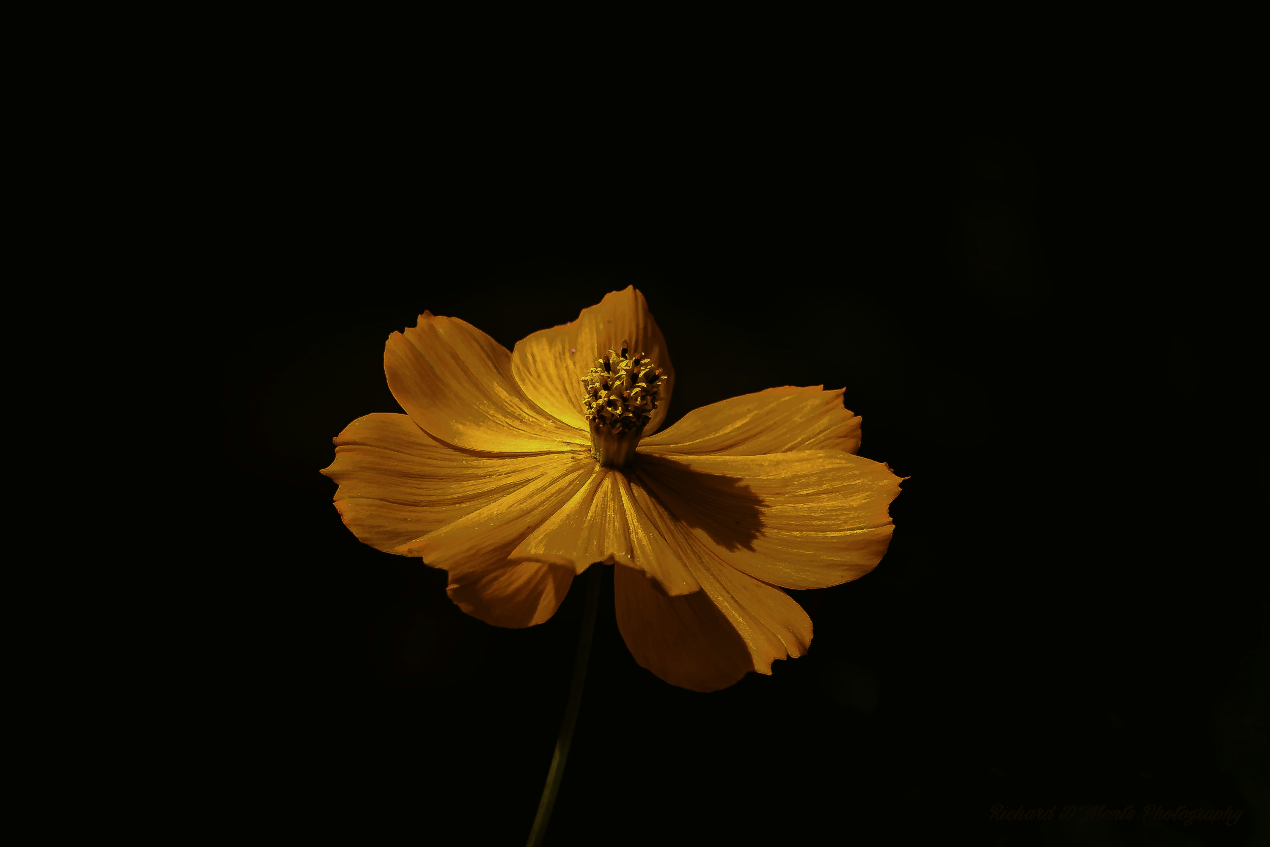 Spotlit Orange Bloom Against Velvet Darkness