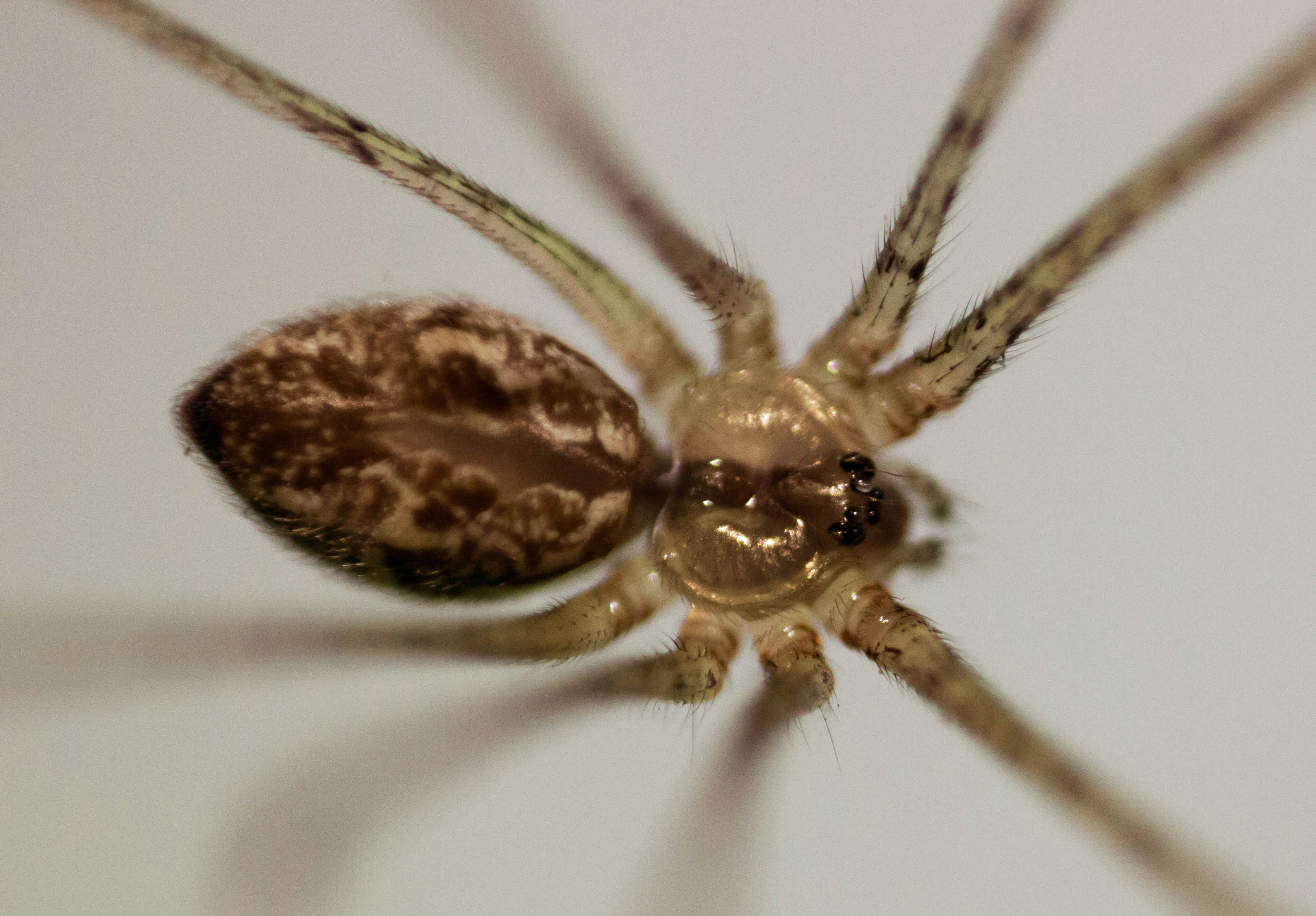 Photo was taken using reverse lens technic