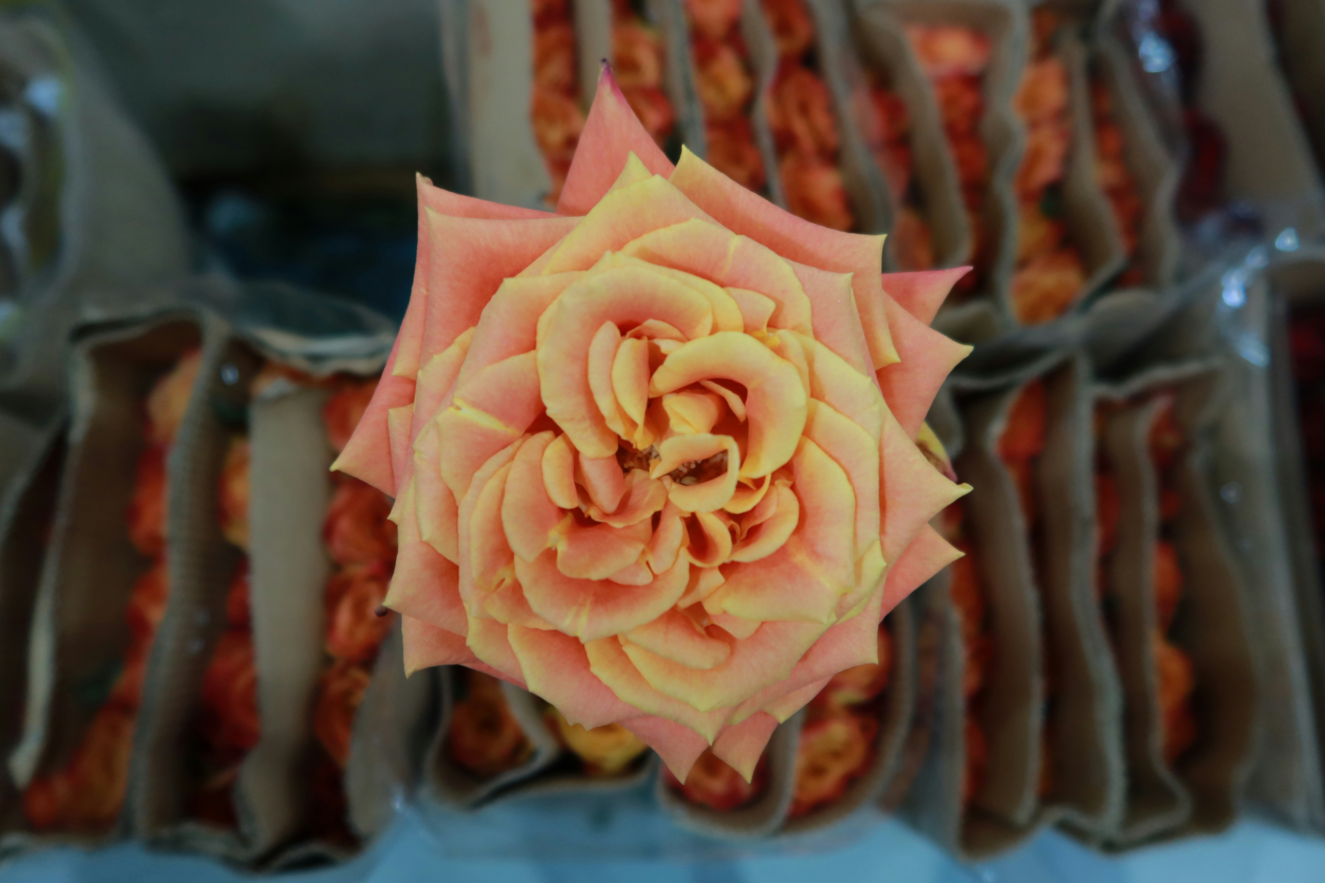 Centered Peach Rose Amid a Row of Orange Goods