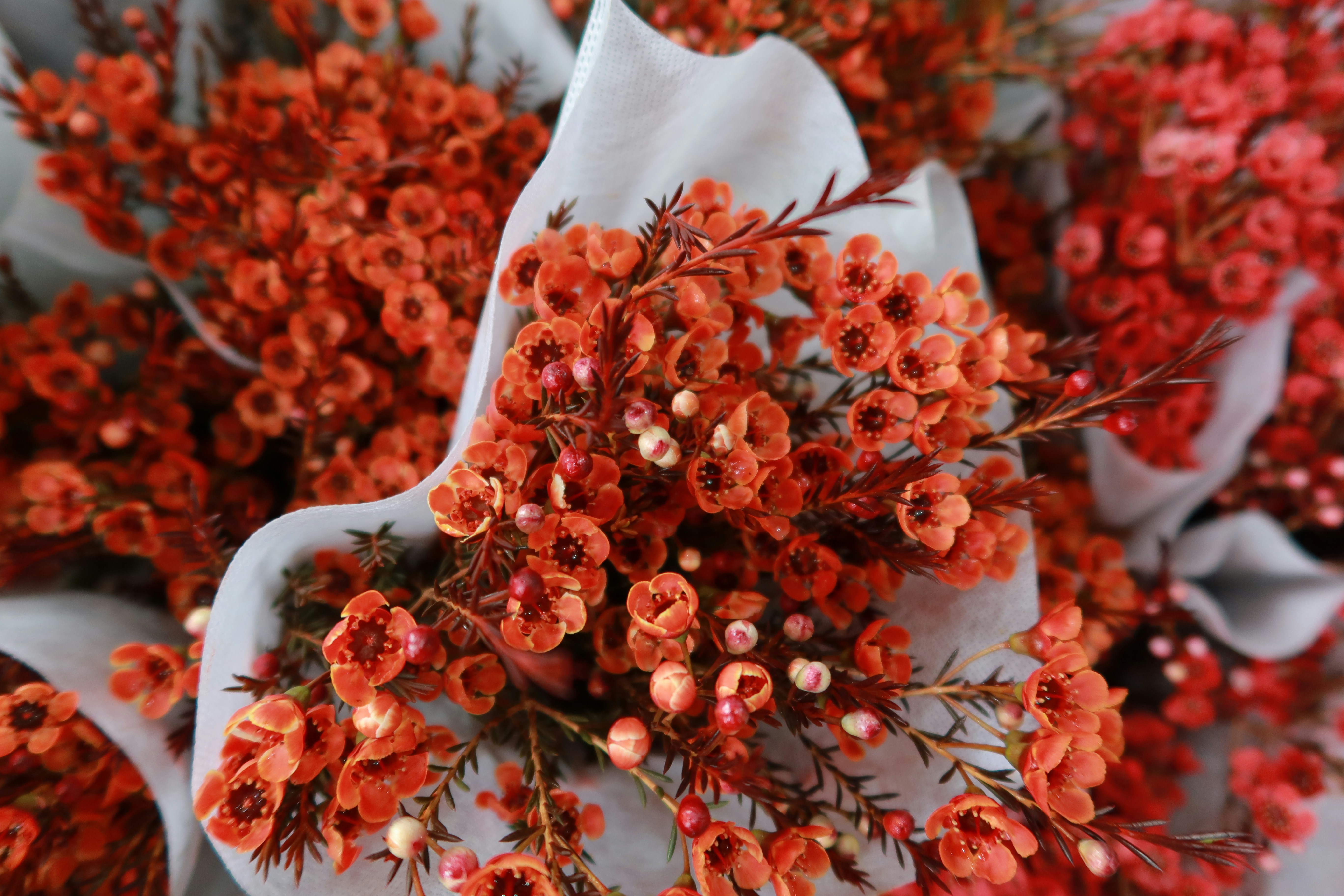 Crimson Cluster: Close-Up of Tiny Orange Blossoms Wrapped in Soft Paper