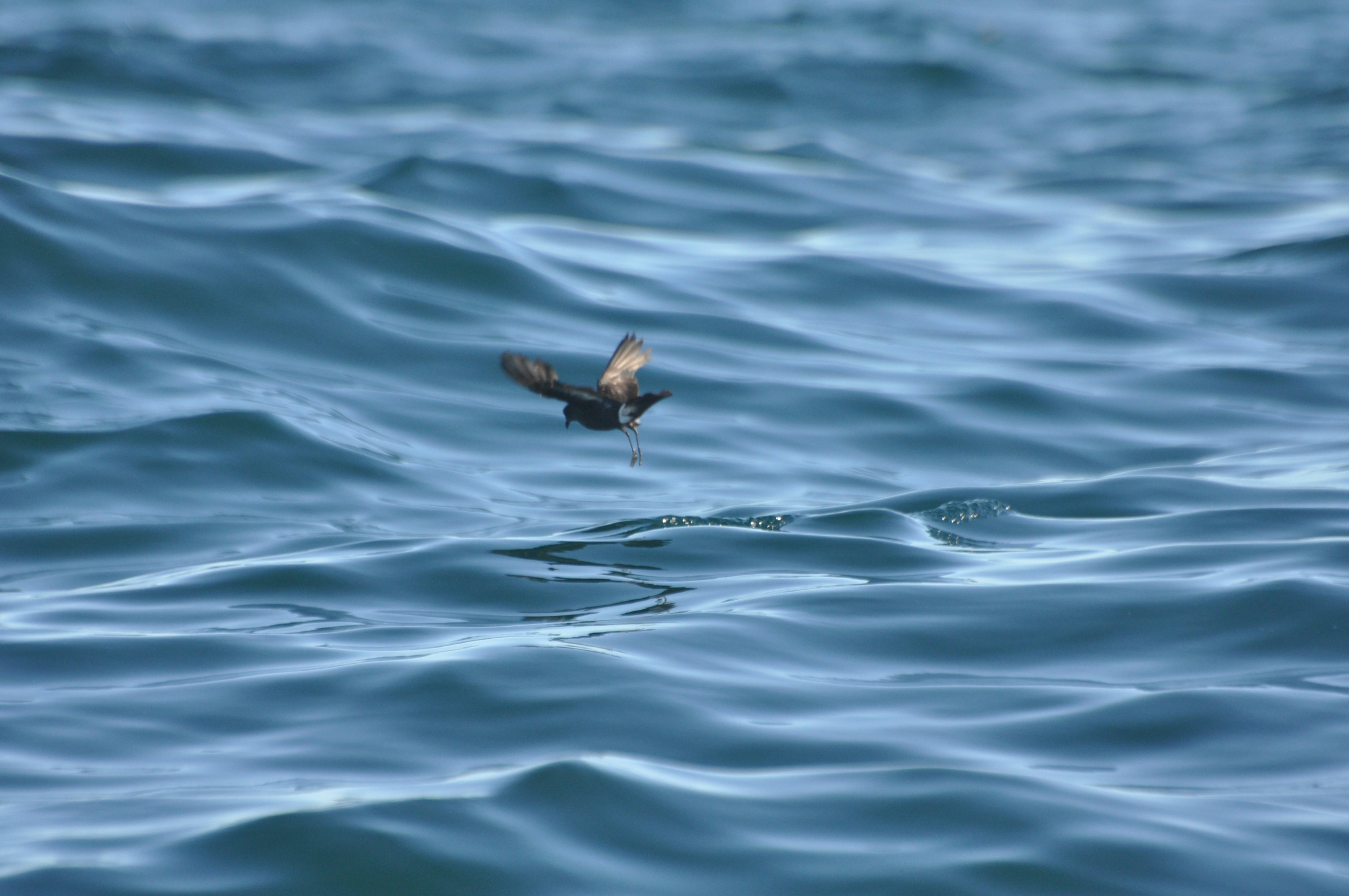 A bird skims gracefully across the surface of the shimmering ocean, capturing a moment of harmony between nature and flight.
