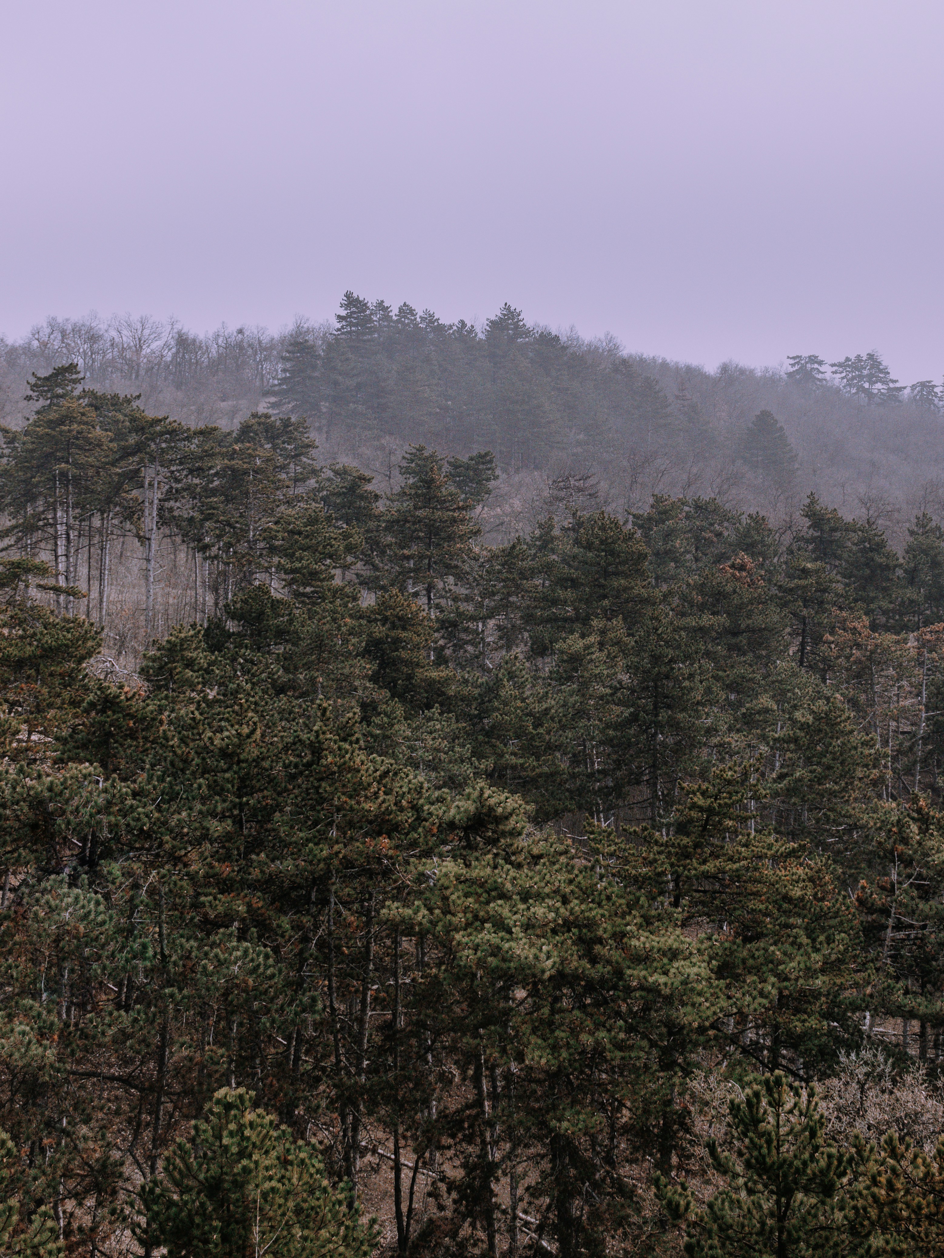 500+ Forest Mountain Pictures [HD] | Download Free Images on Unsplash