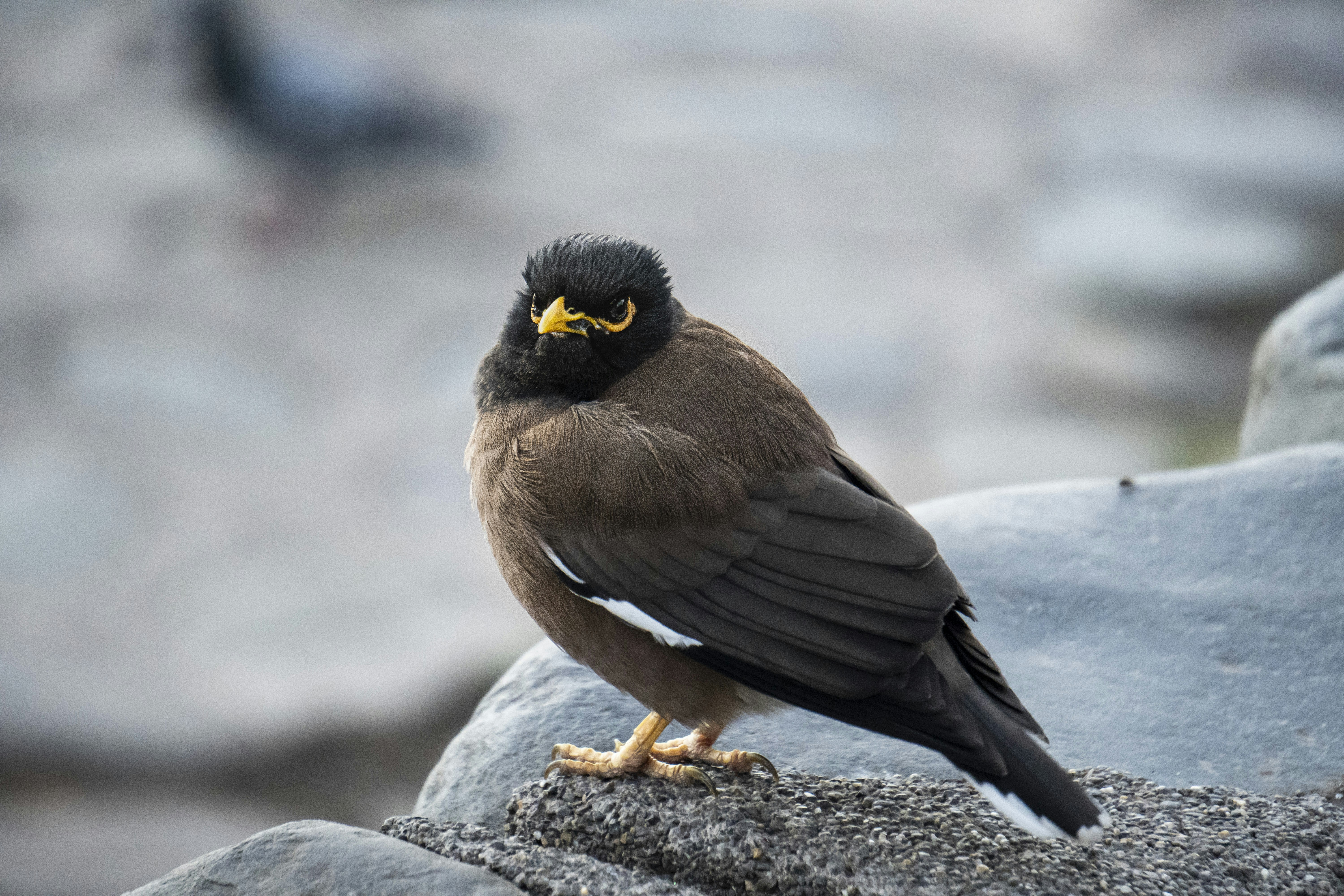 Mynah bird perched on a stone with a blurred background.