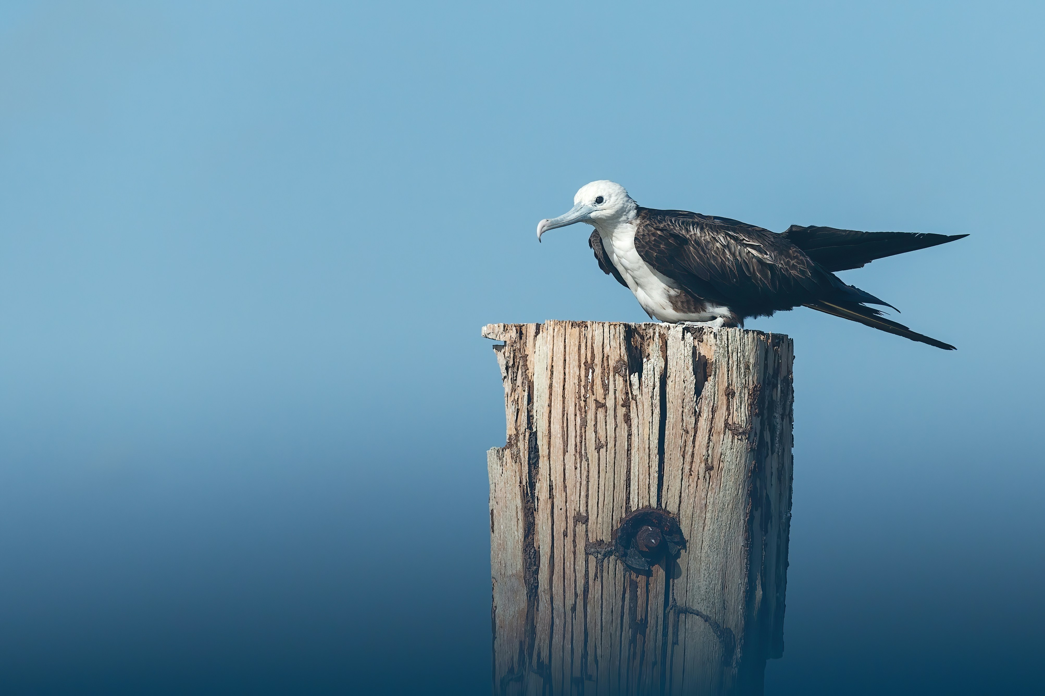 Sentinel on Salt and Sky: Seabird Perched on a Weathered Post