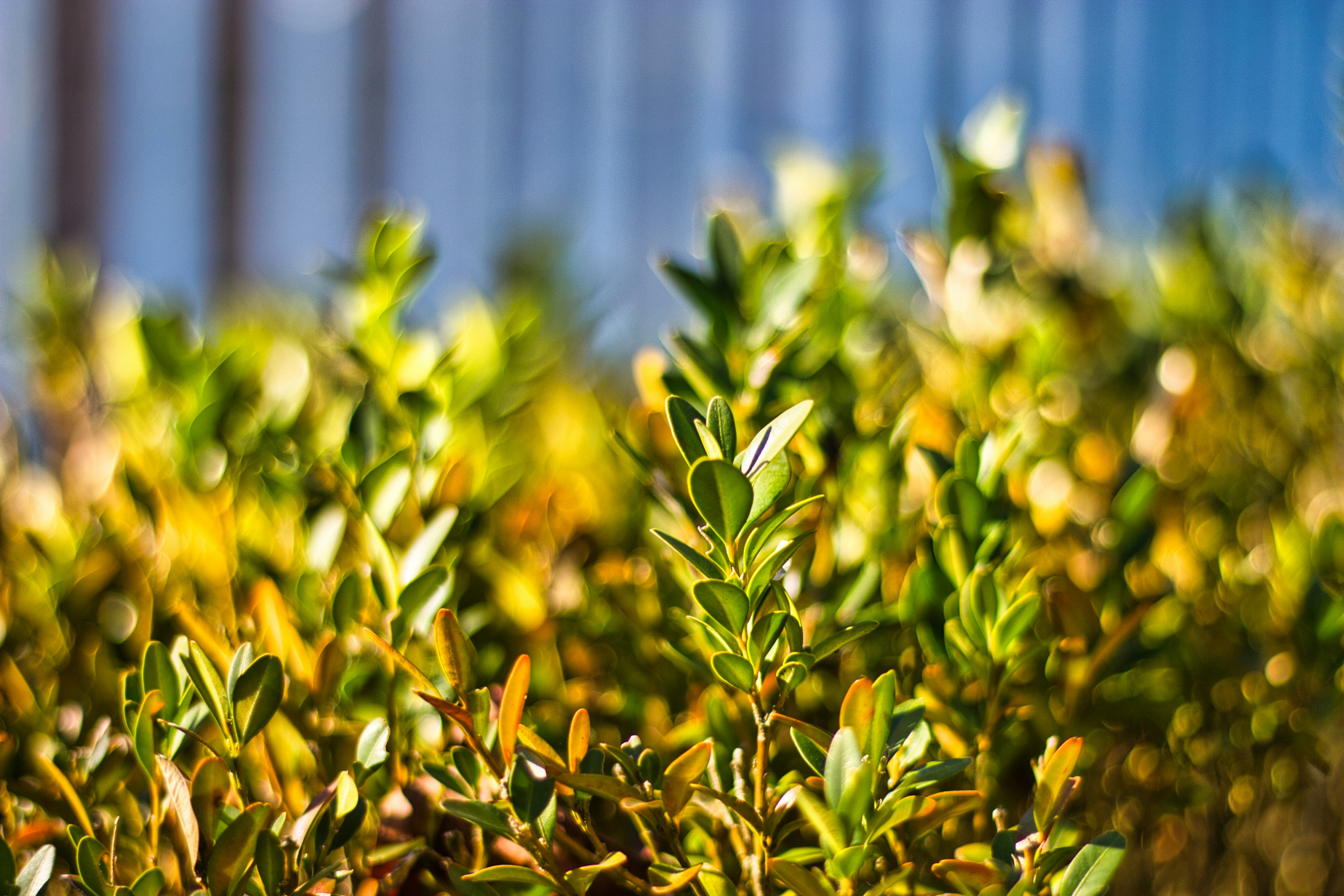 Lush green foliage with hints of golden hues, softly blurred in the background, creating a serene natural atmosphere.