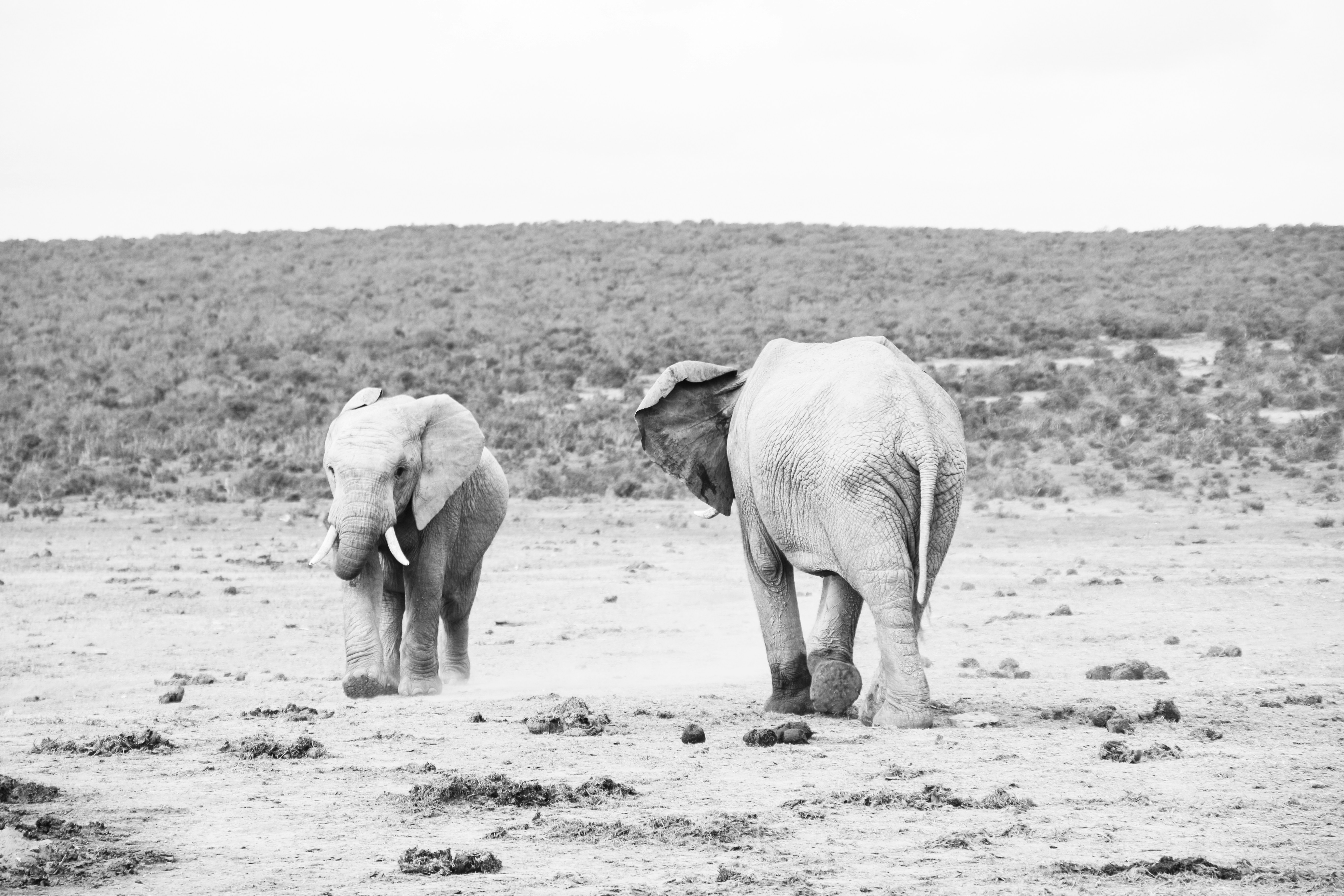 Grayscale photo of elephant walking on snow covered field photo – Free ...