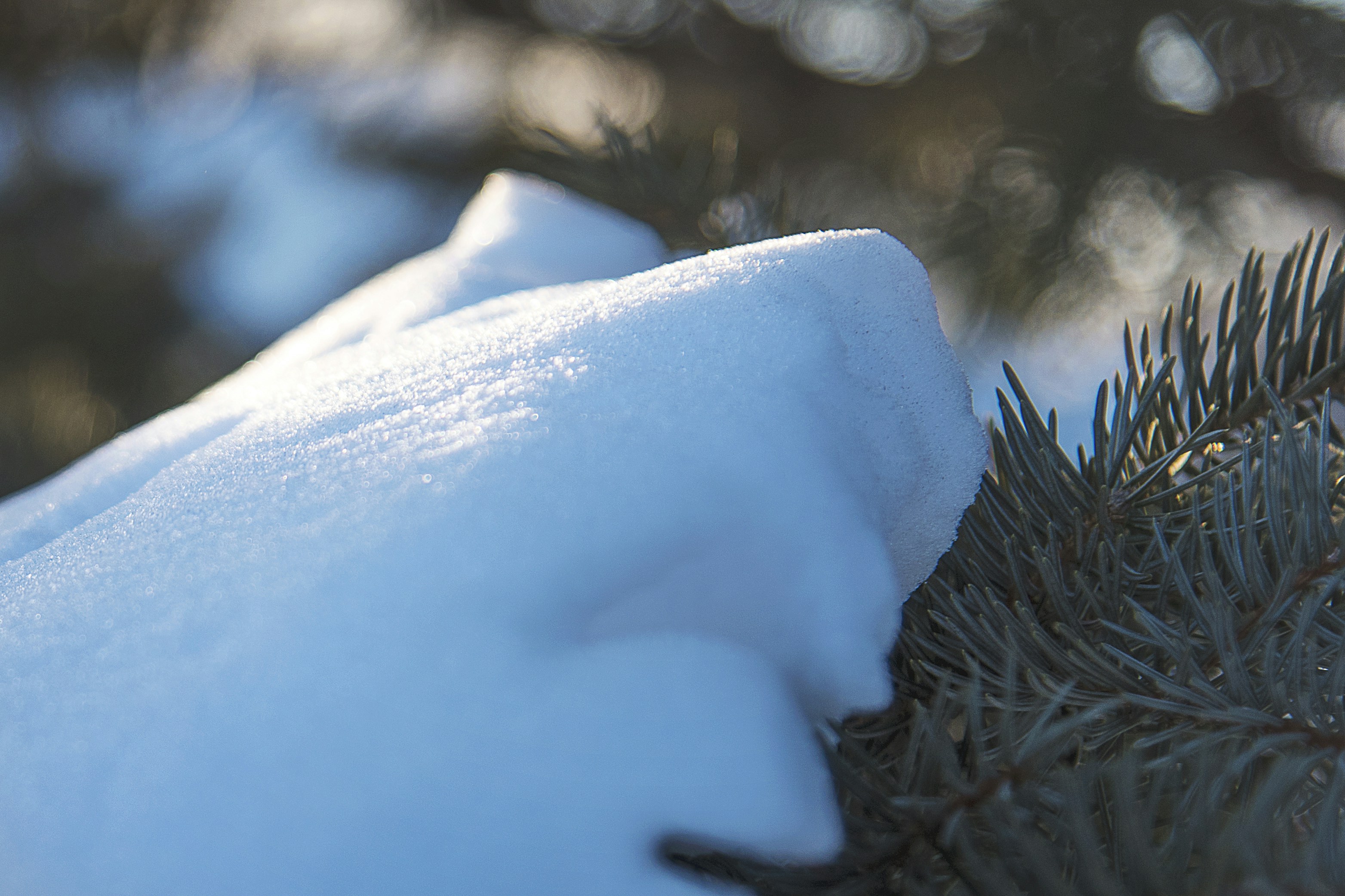 Snow's Quiet Embrace on Pine Needles at Winter Light