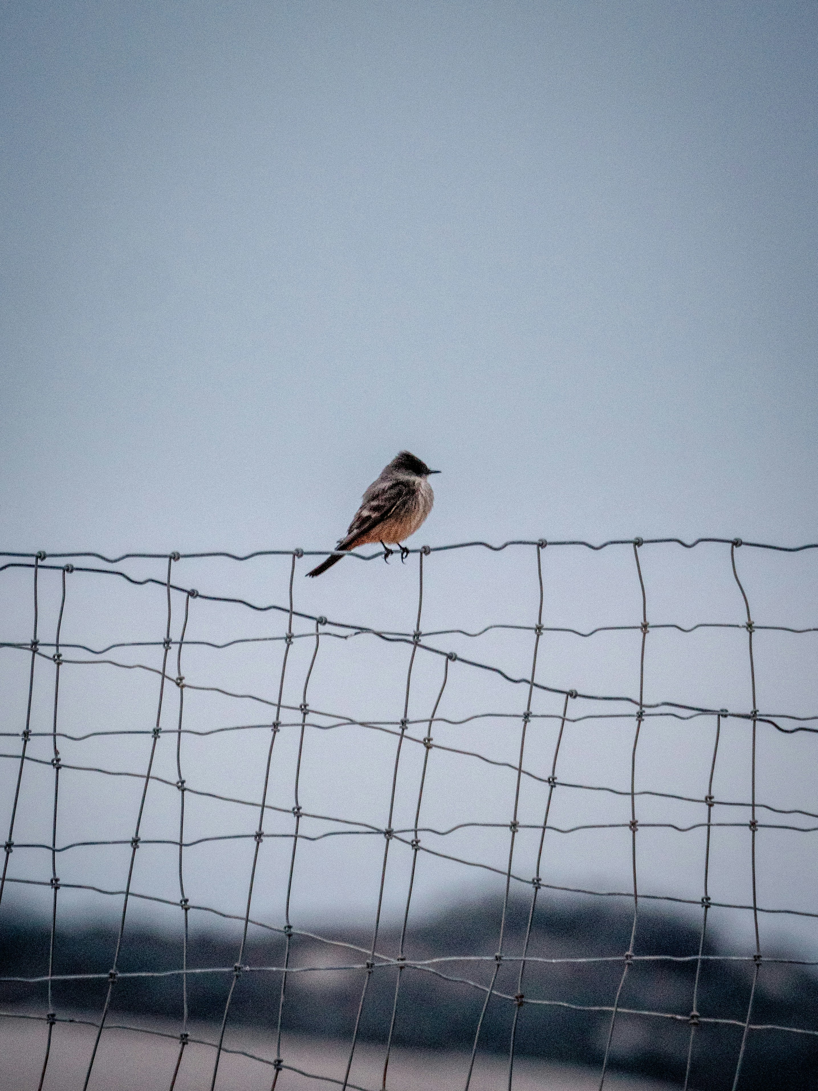 Wirebound Vigil: Sparrow Perches Against a Quiet Winter Sky