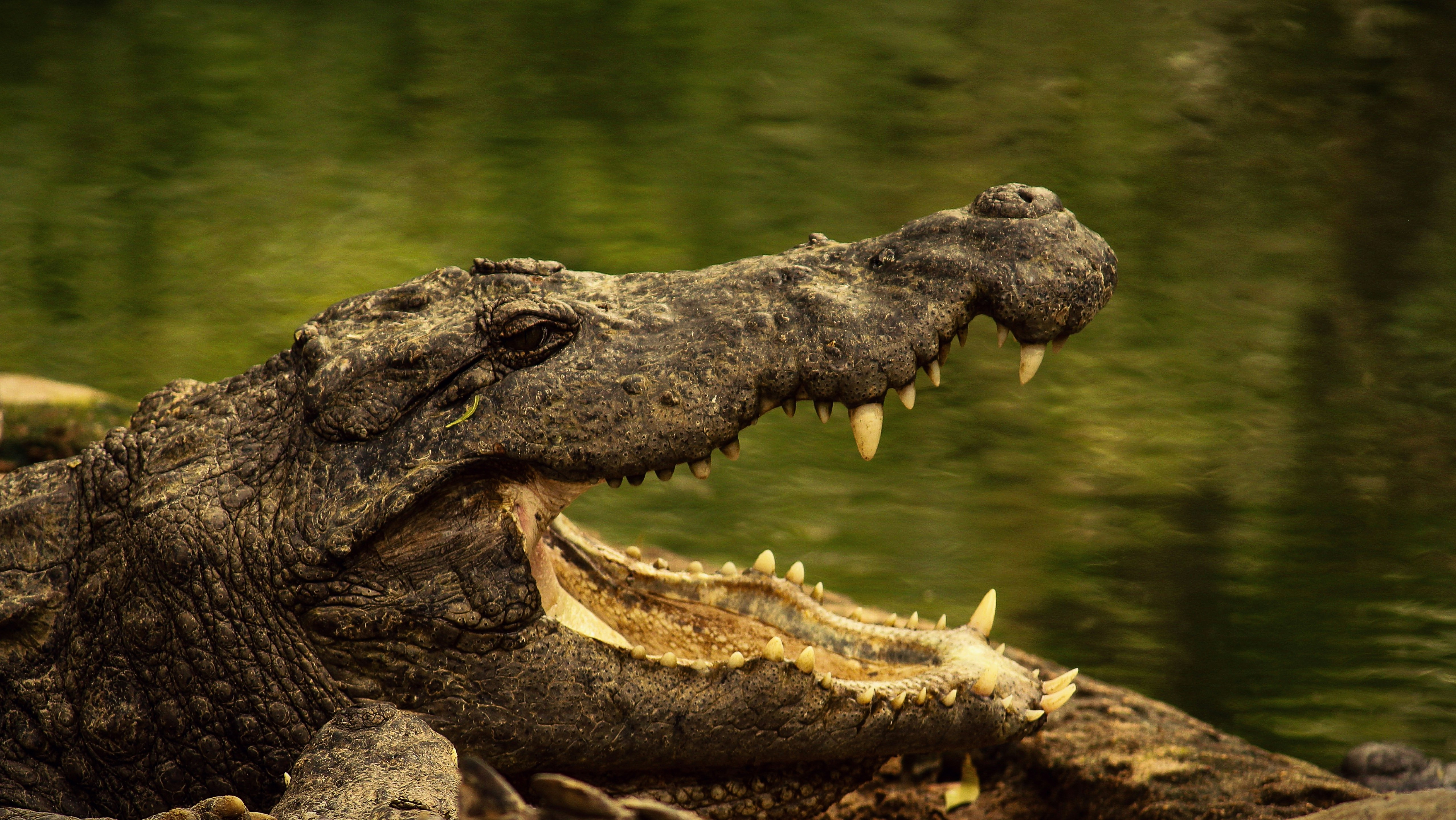 500+ Crocodile Pictures | Download Free Images on Unsplash