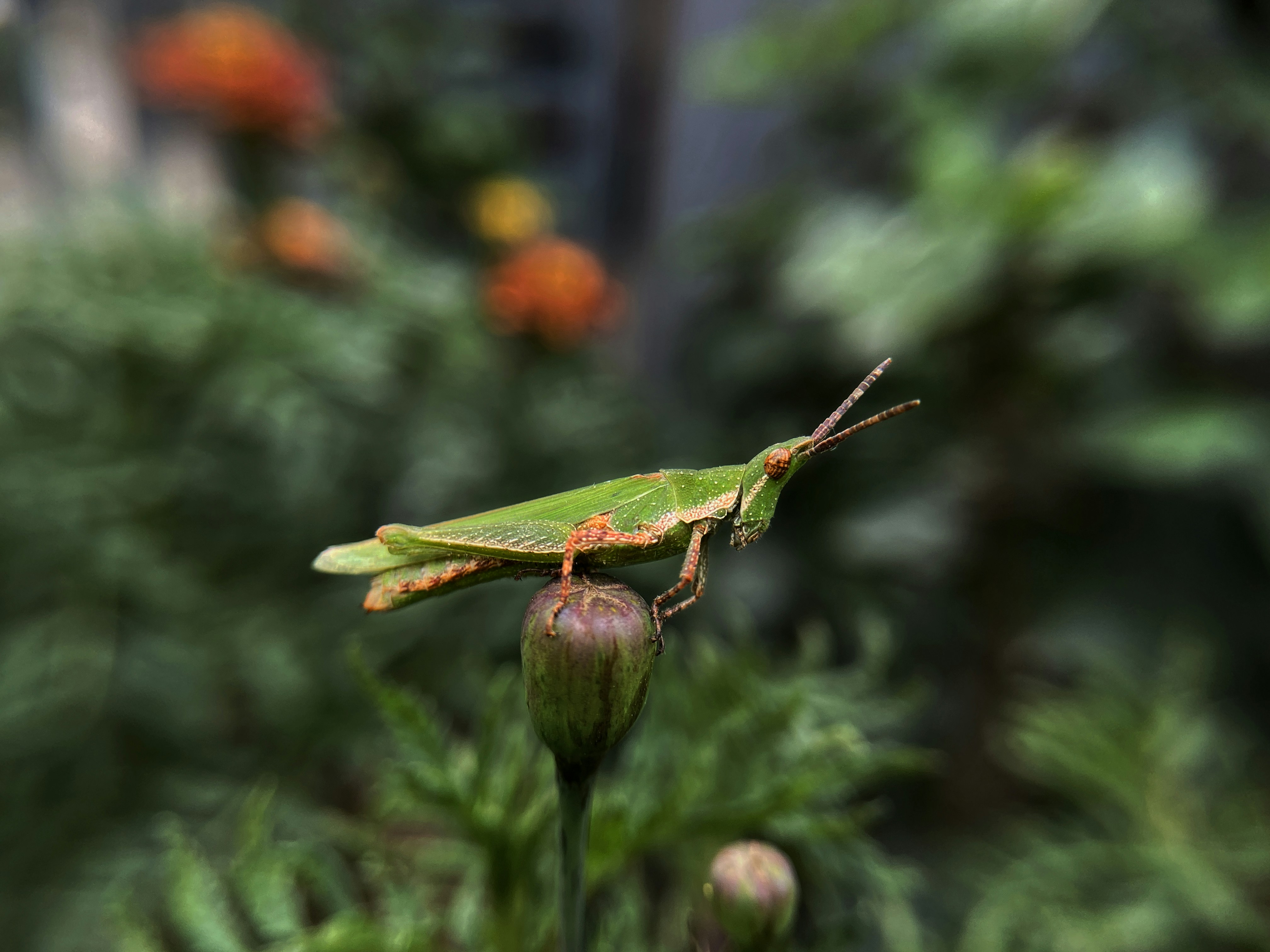 Green Praying Mantis Perched on a Budtilt