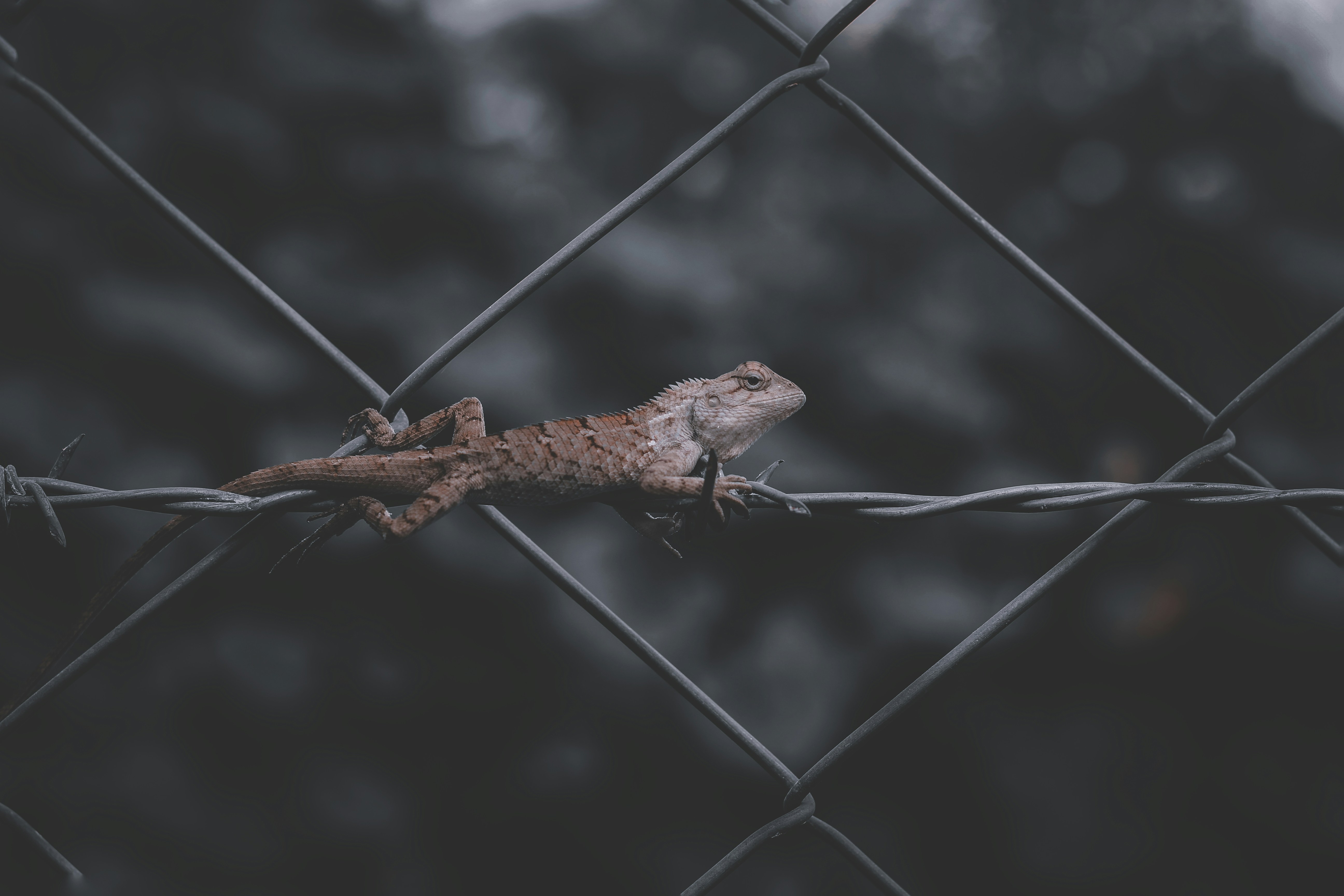 Monochrome Pause on the Chain-Link: A Lizard Clings to Steel
