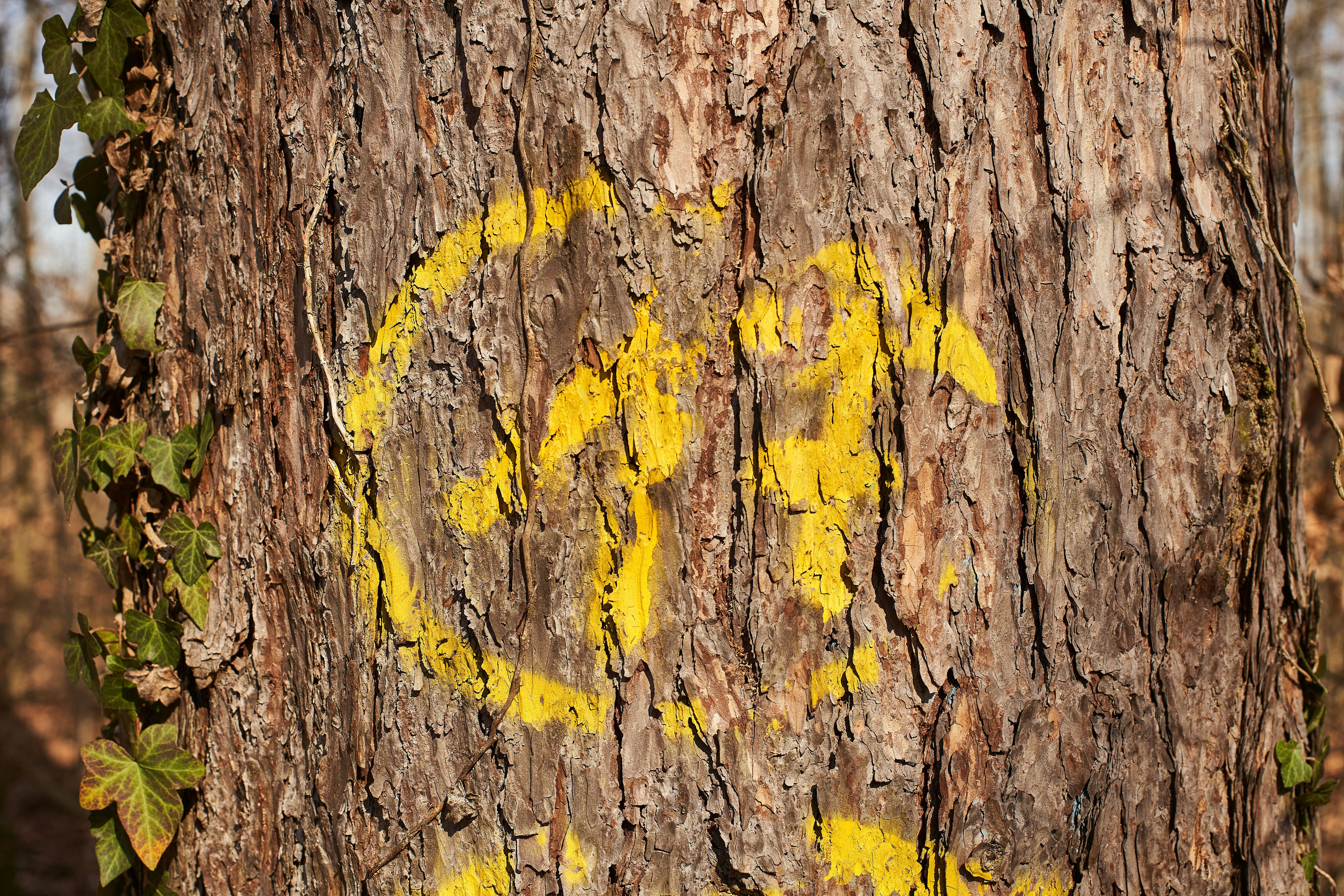 Tronc d’arbre jaune et noir photo – Image gratuite de 50 mm sur Unsplash