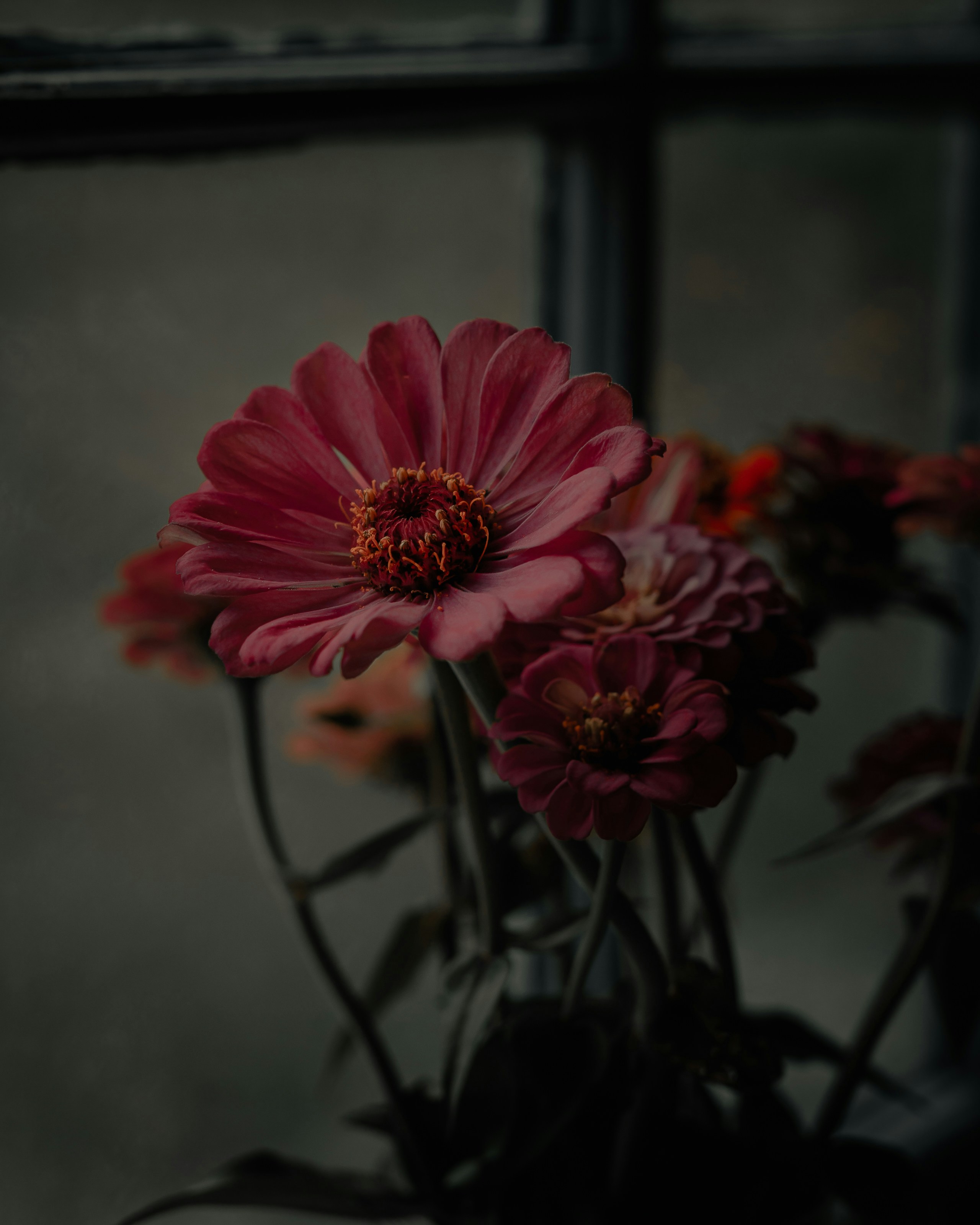 Crimson Zinnia in a Dim Window Glow