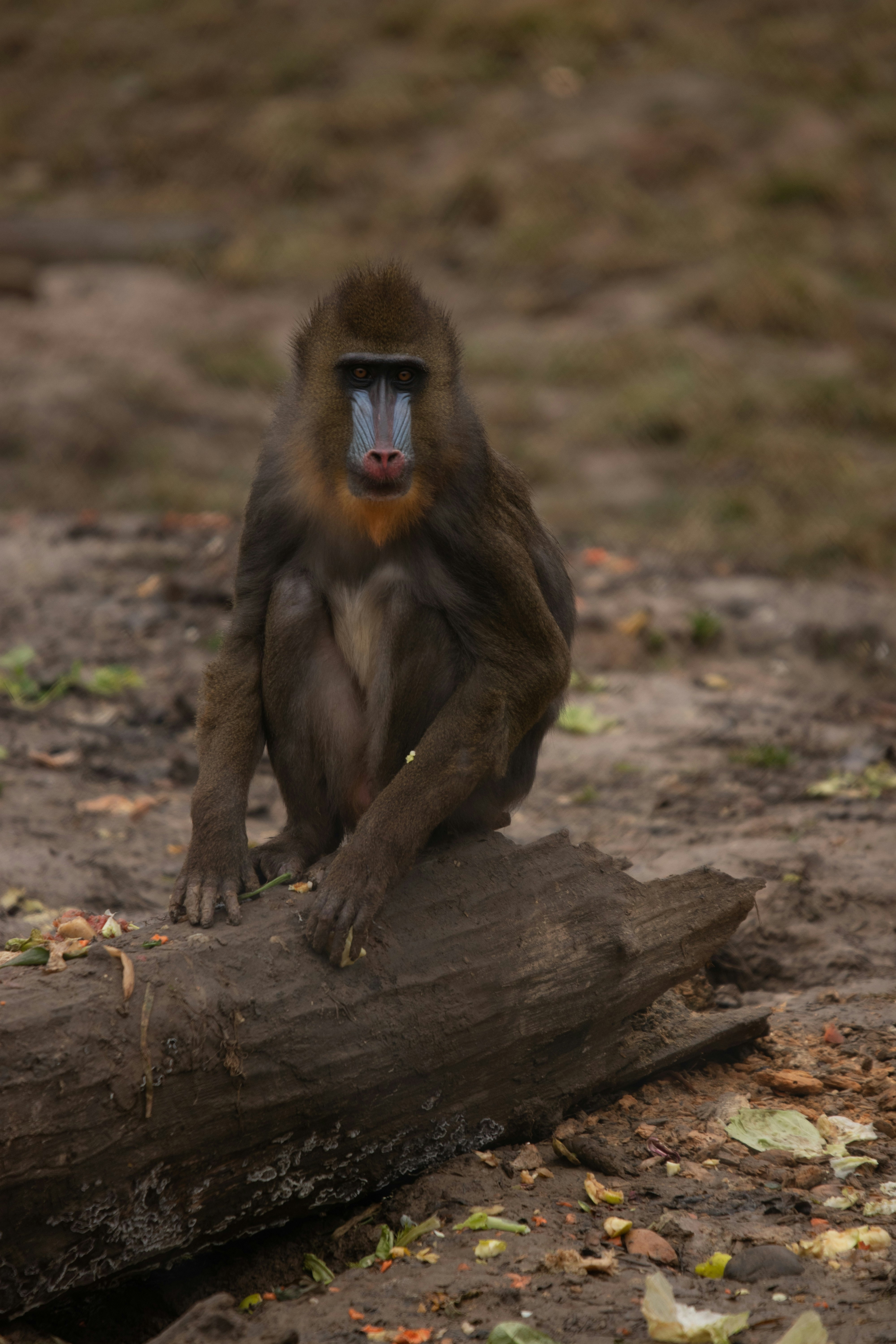 A young mandrill sits on a rough log in a natural, earthy setting, eyes forward with a calm, attentive expression. The image is a naturalistic wildlife shot.